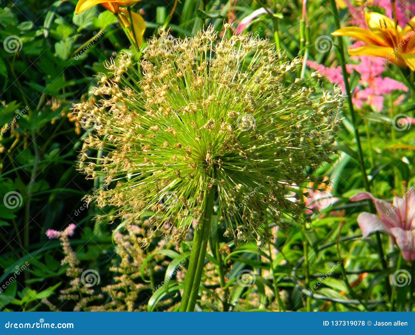 Unique Flower stock photo. Image of nice, flower, nature - 137319078