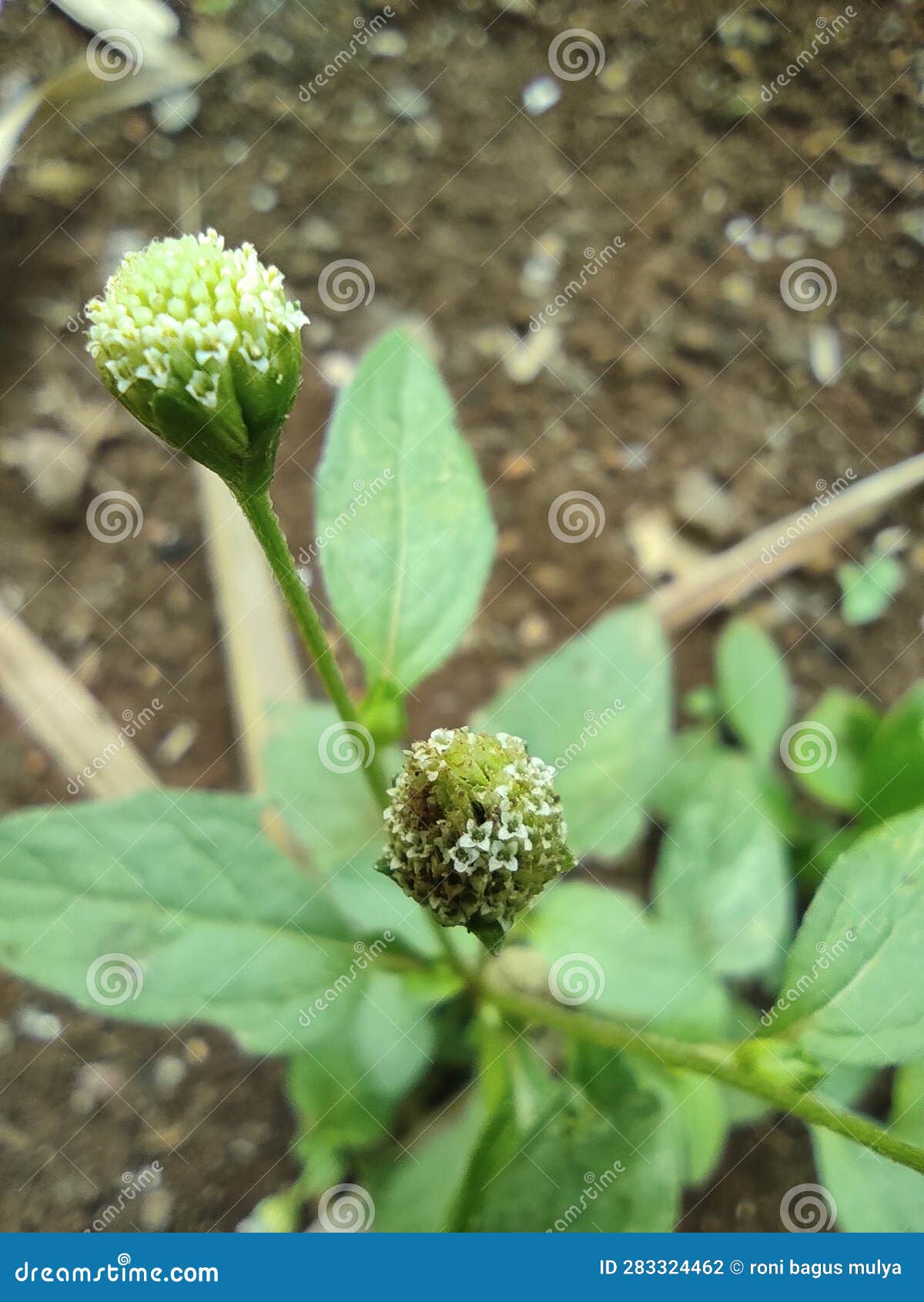 A Unique Flower with a Small Flower Shape Like a Honeycomb Stock Photo ...