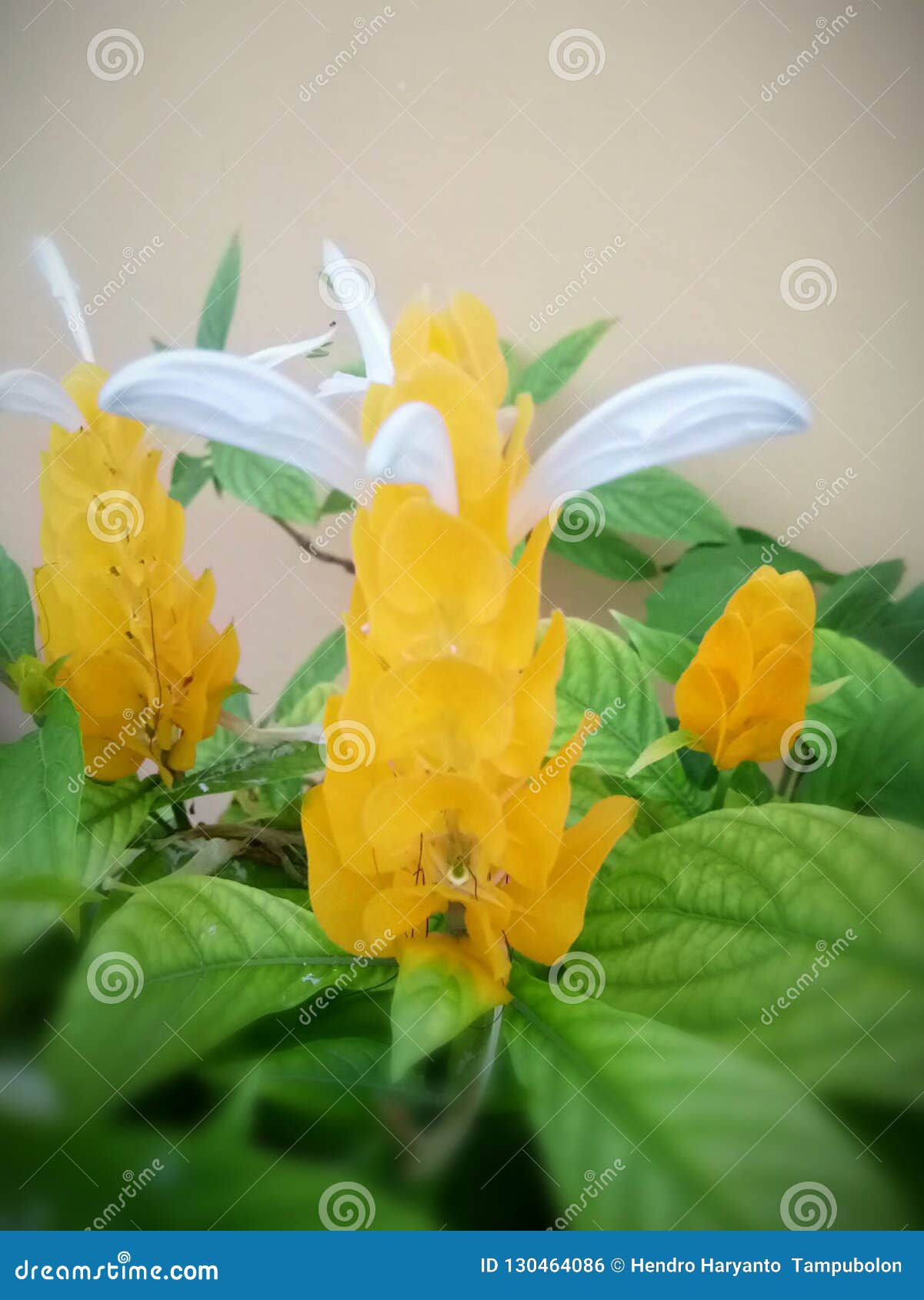 Unique flower stock photo. Image of unique, special - 130464086