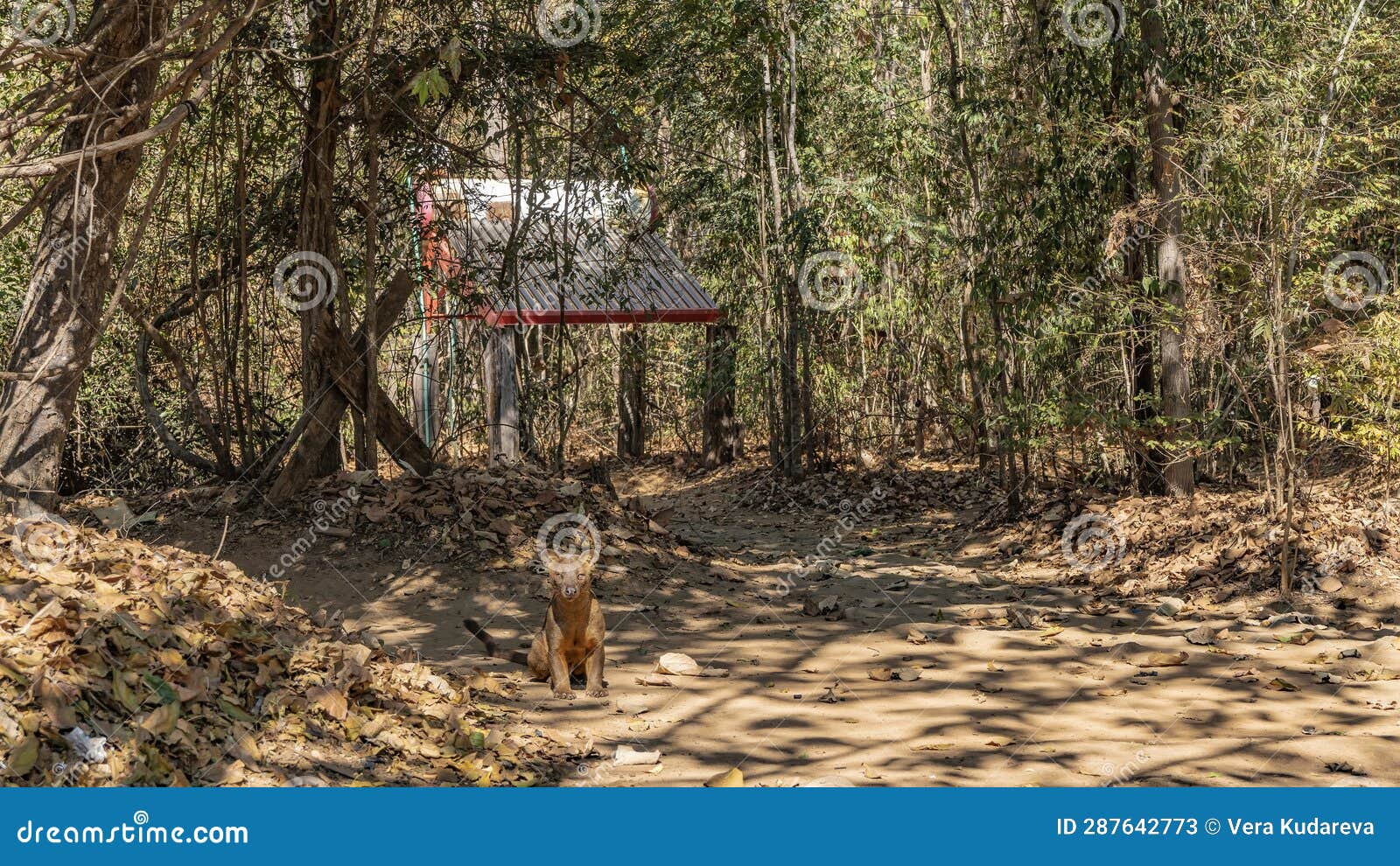 A Unique Fossa Cryptoprocta Ferox Endemic To Madagascar Stock Image ... A Unique Fossa Cryptoprocta Ferox Endemic To Madagascar Stock Image ...