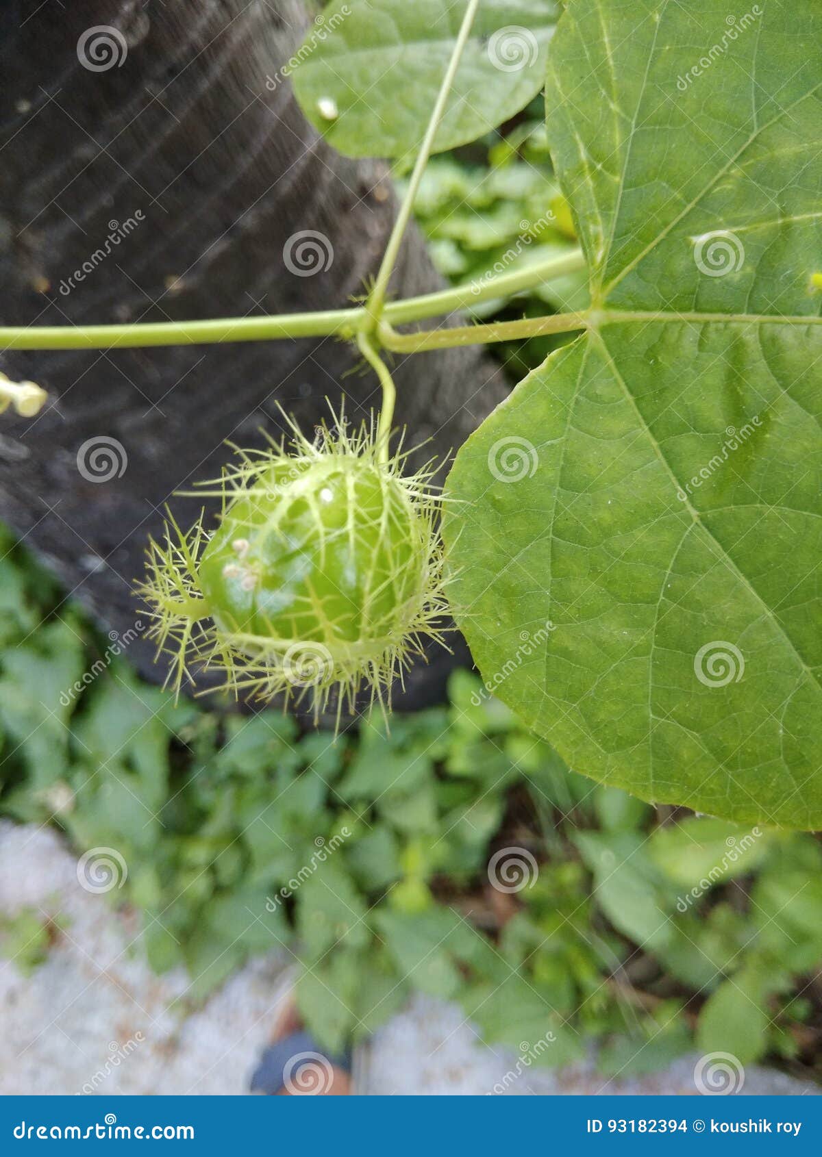 Unique fruit stock photo. Image of unique, lovely, indian - 93182394