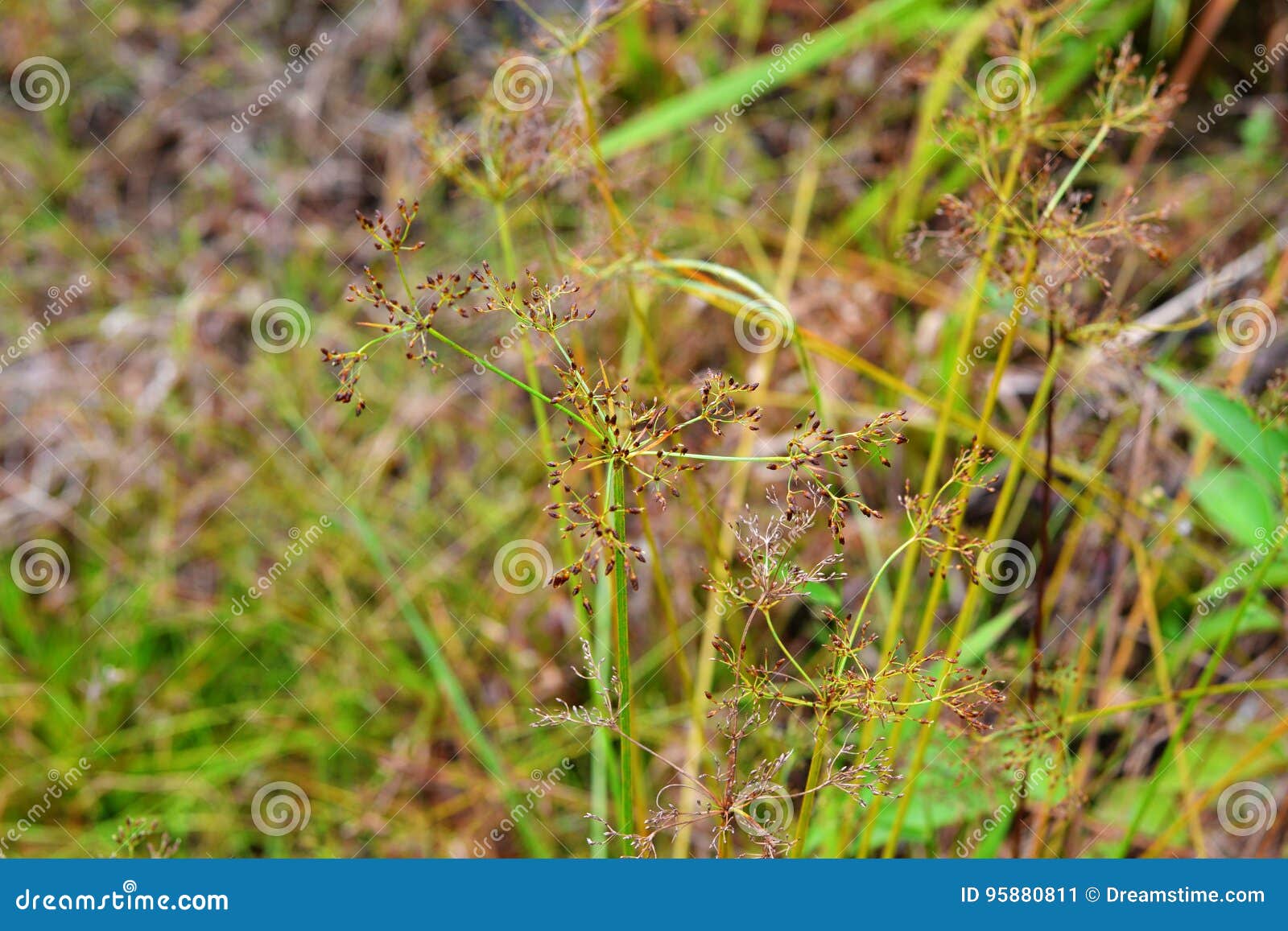 Unique grass flowers stock image. Image of flower, unique - 95880811