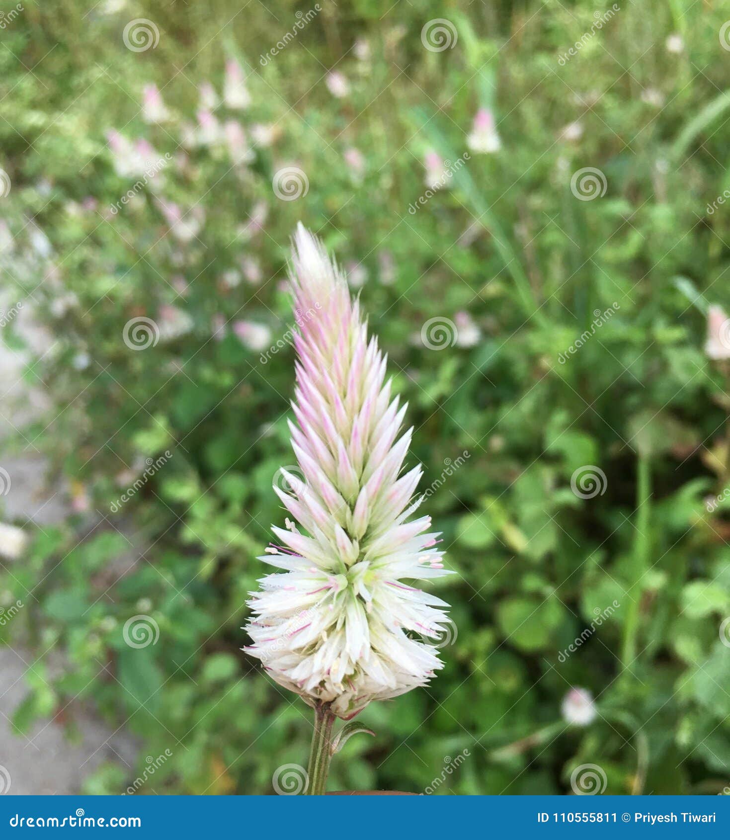 The unique grass stock image. Image of flower, colored - 110555811