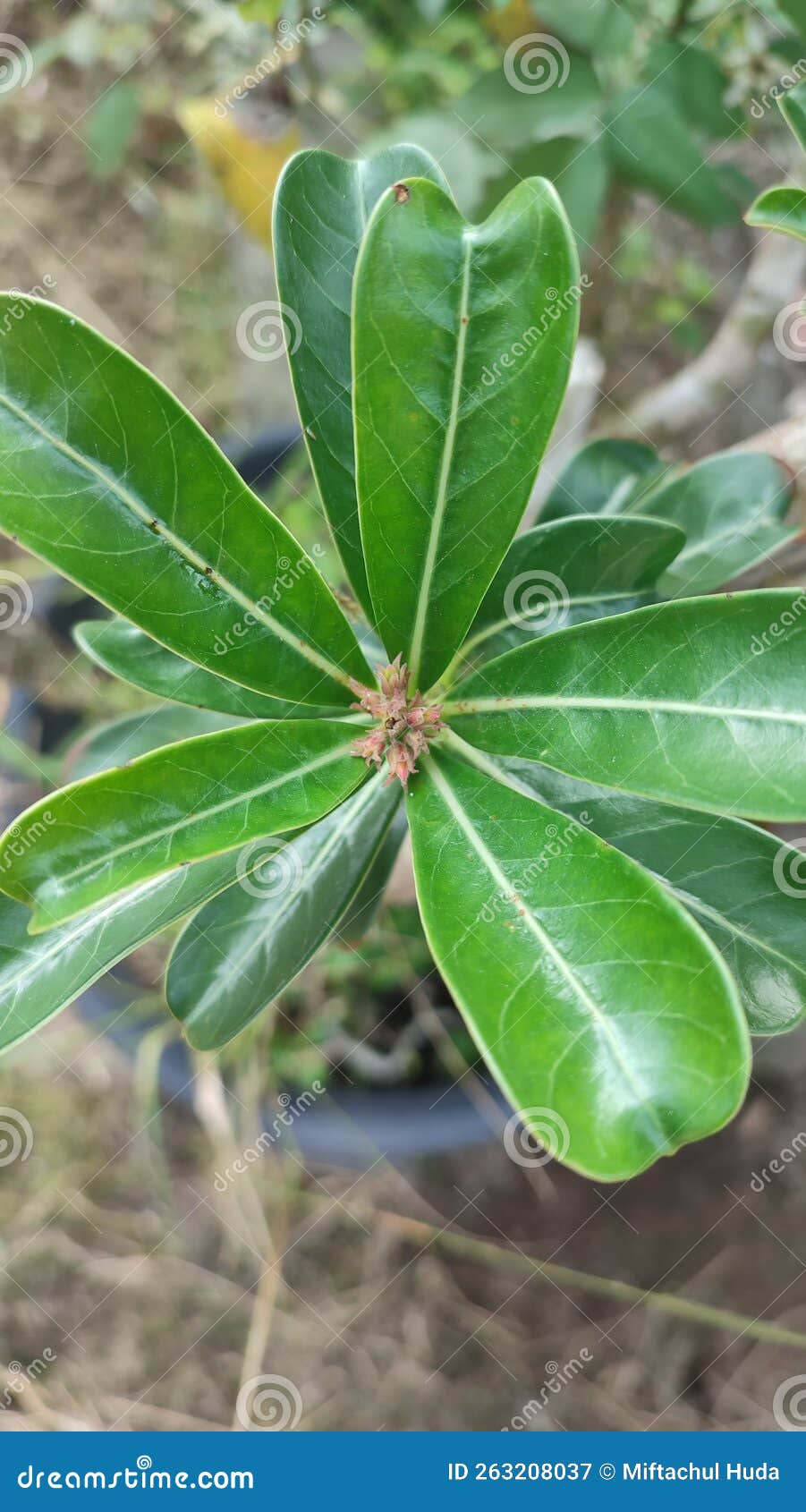 Unique green leaves stock image. Image of unique, daun - 263208037