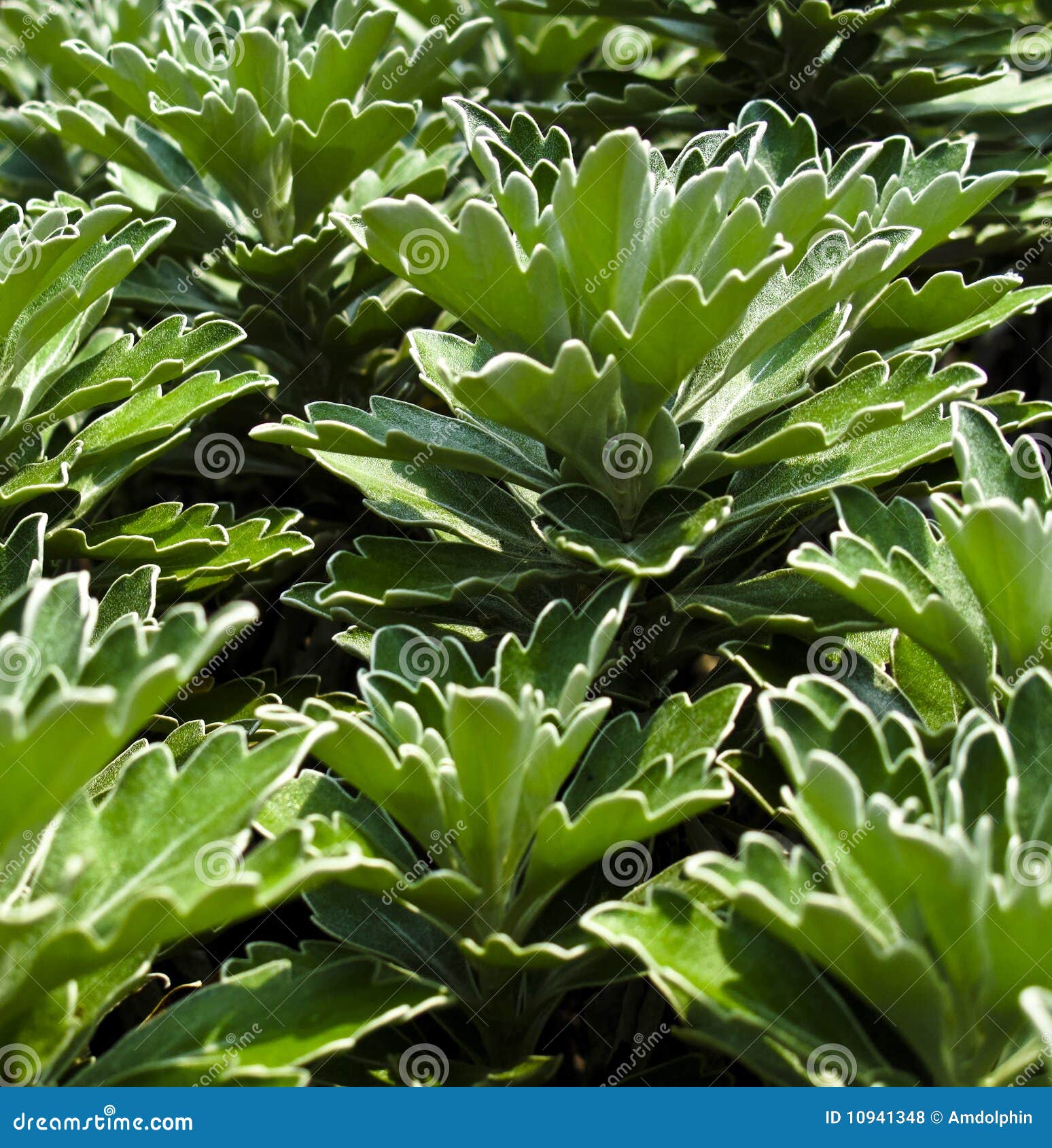 Unique green plants stock photo. Image of edges, background - 10941348