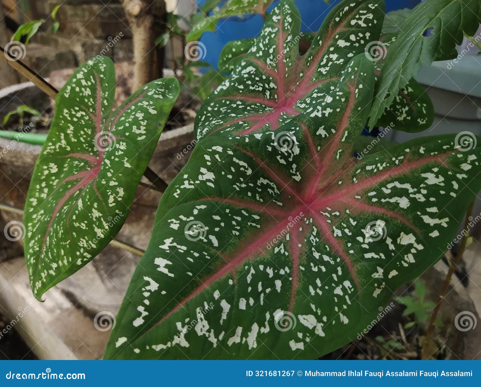 Unique Green Plants with Interesting Color Combinations Stock Image ...