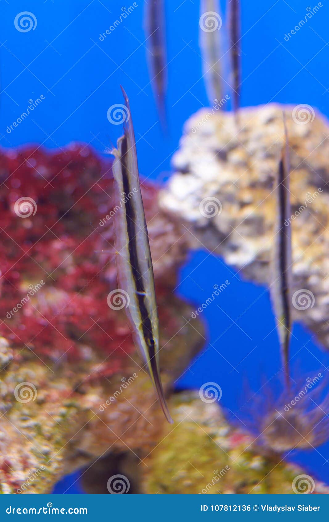 Head-down Tail-up Aeoliscus Strigatus or Razorfish Stock Photo - Image ...
