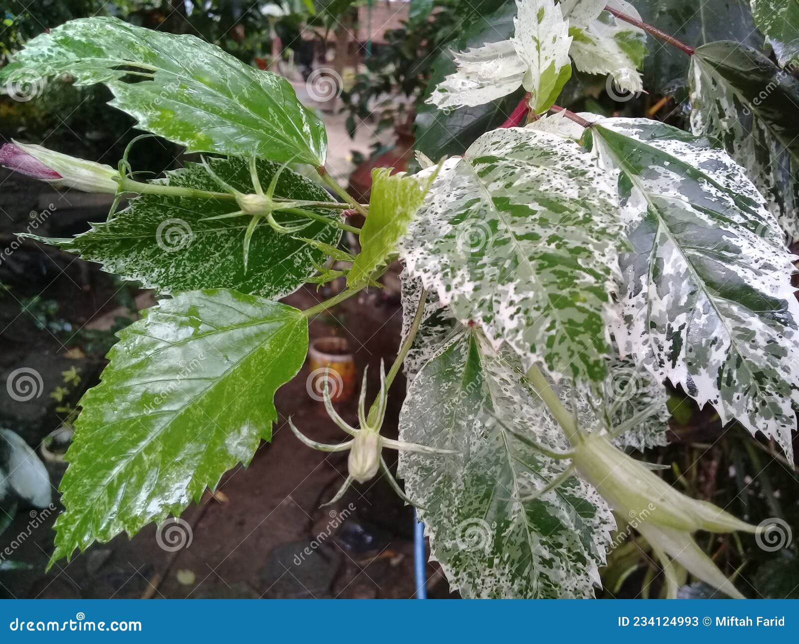 Unique hibiscus leaves stock image. Image of jungle - 234124993