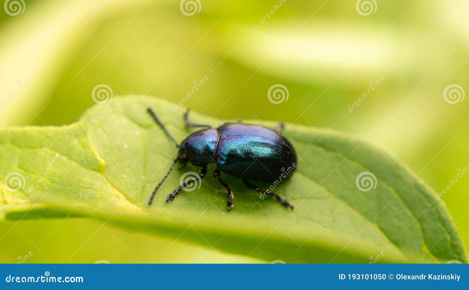 Unique Incredibly Beautiful Blue Beetle, Summer Day Stock Photo - Image ...