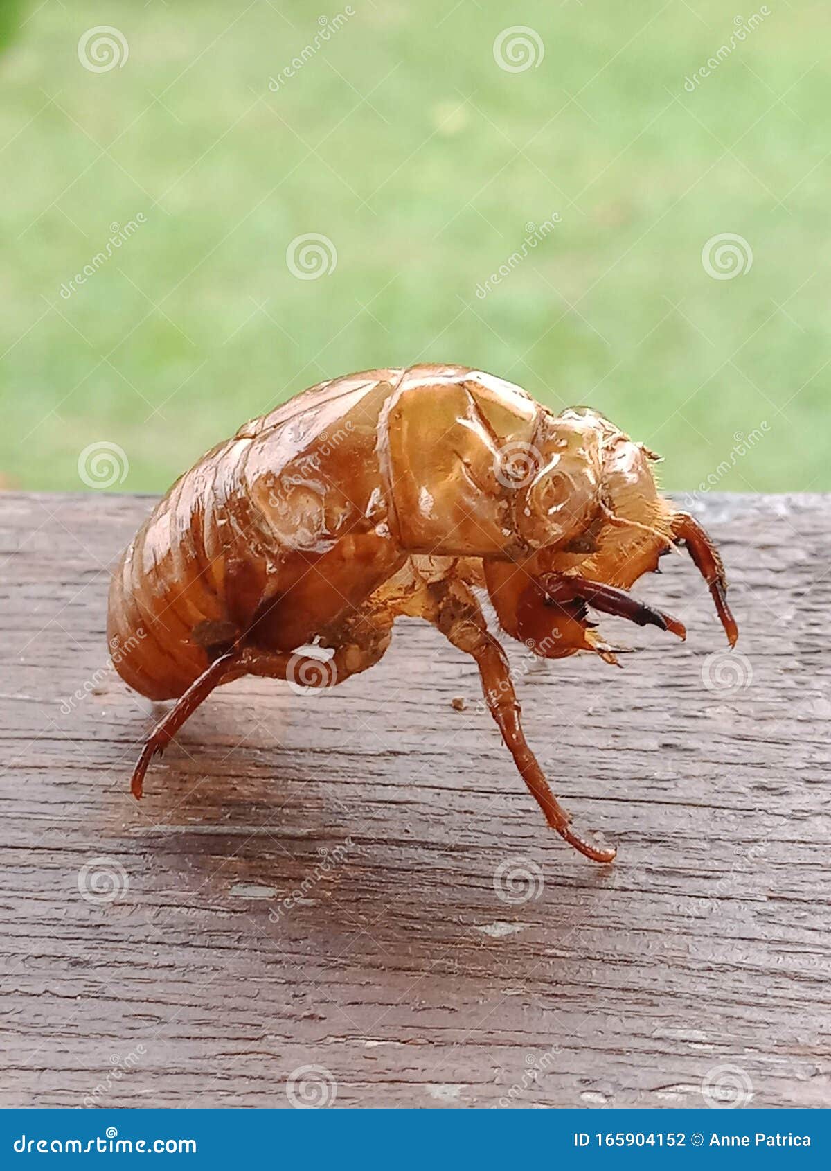 Unique Insect Shell stock photo. Image of nature, animals - 165904152