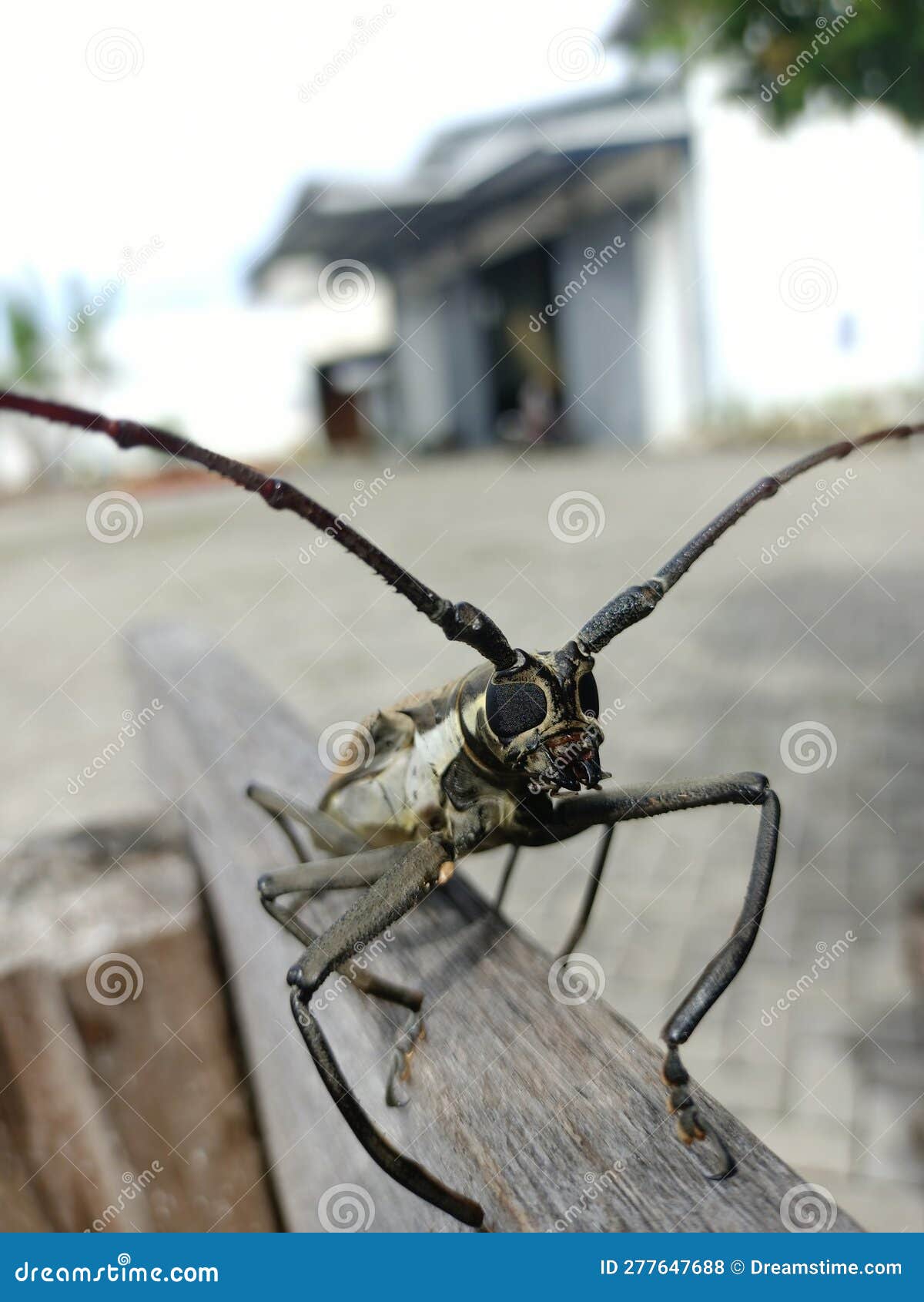 A unique insect that walks stock photo. Image of invertebrate - 277647688