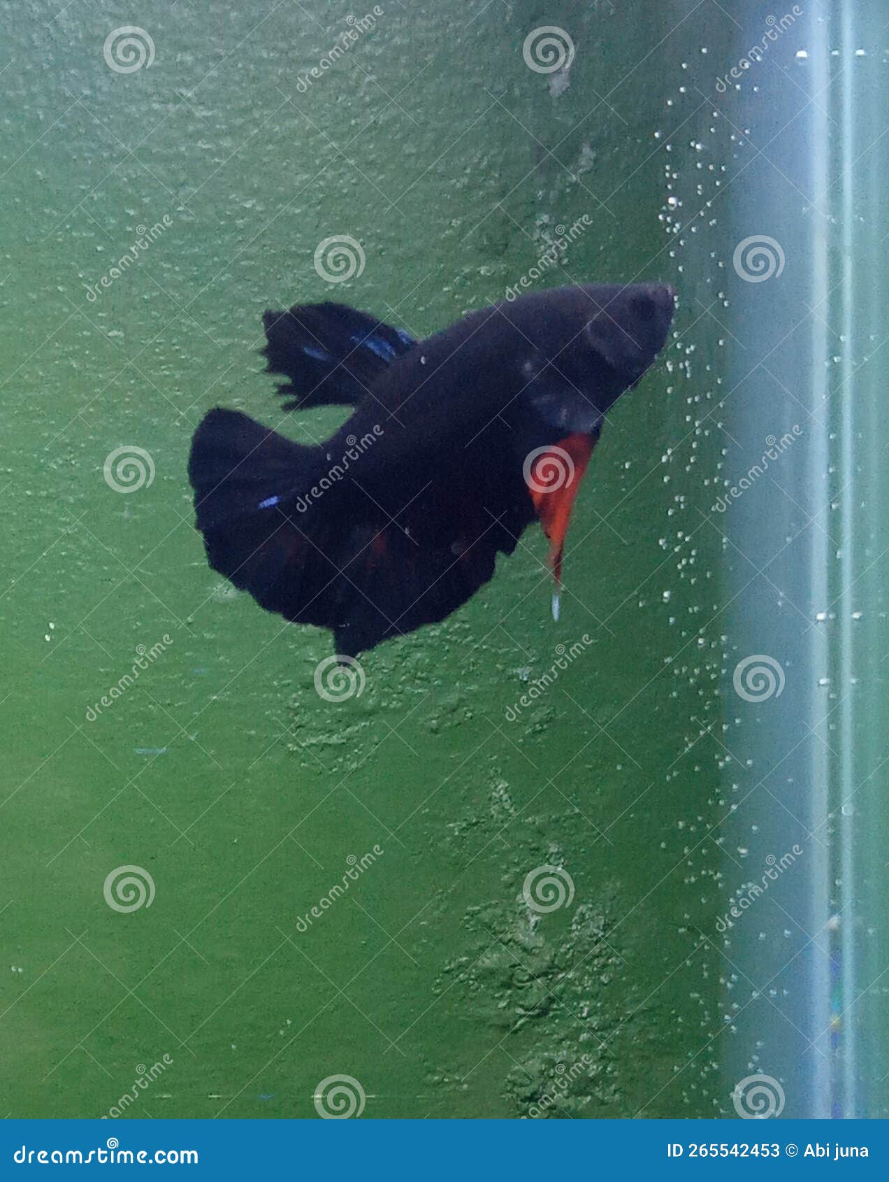 Unique and Interesting Betta Fish Stock Image - Image of interesting ...