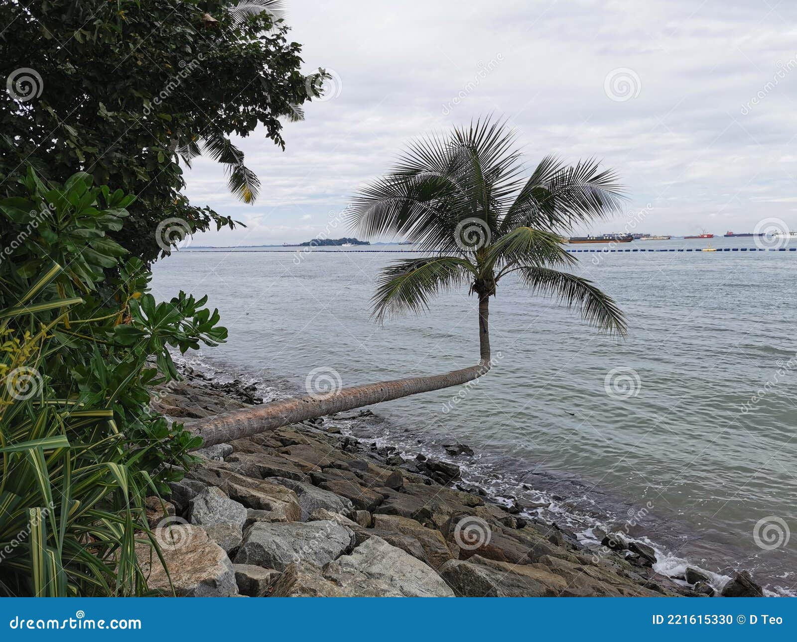 A 90 degree angled tree stock photo. Image of standing - 221615330