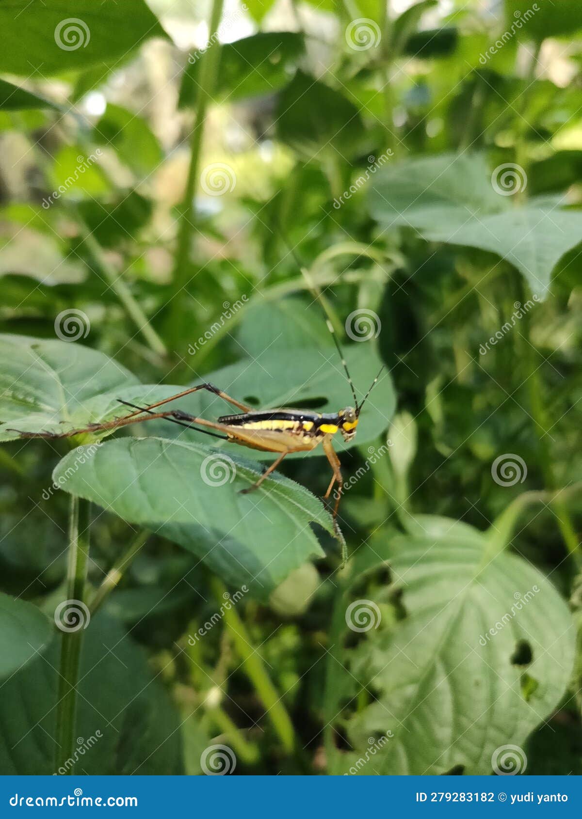 Unique and Interesting Grasshoppers are Very Beautiful Stock Photo ...