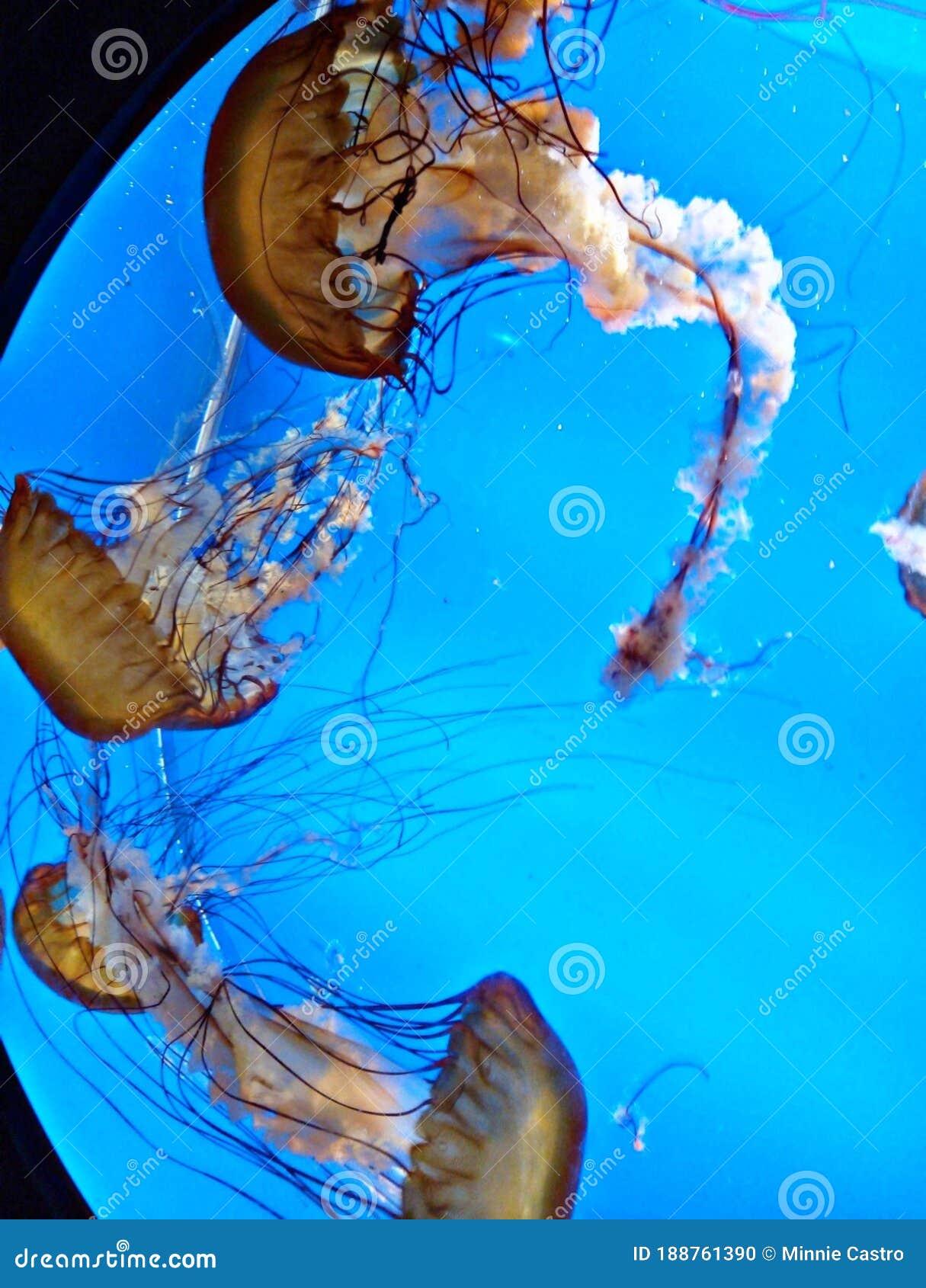 Unique Jelly fish stock photo. Image of seacreater, unique - 188761390