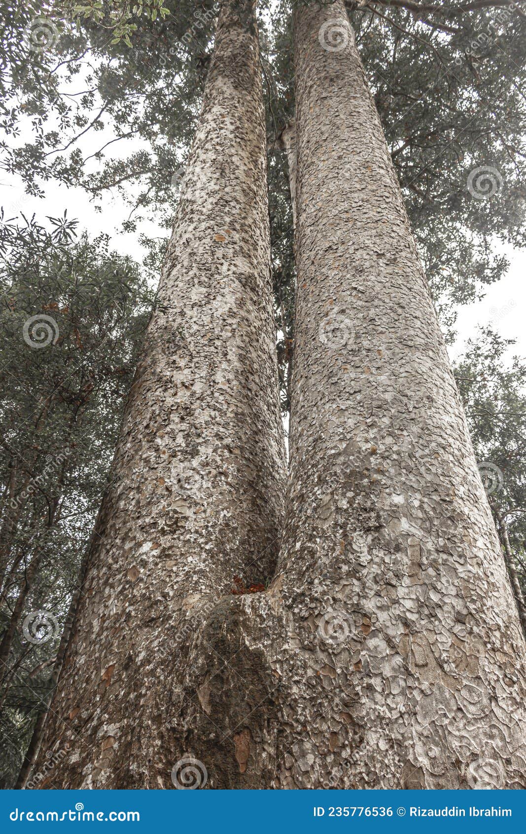 A Wonder Through Waiau Kauri Grove,Coromandel,New Zealand Stock Image ...