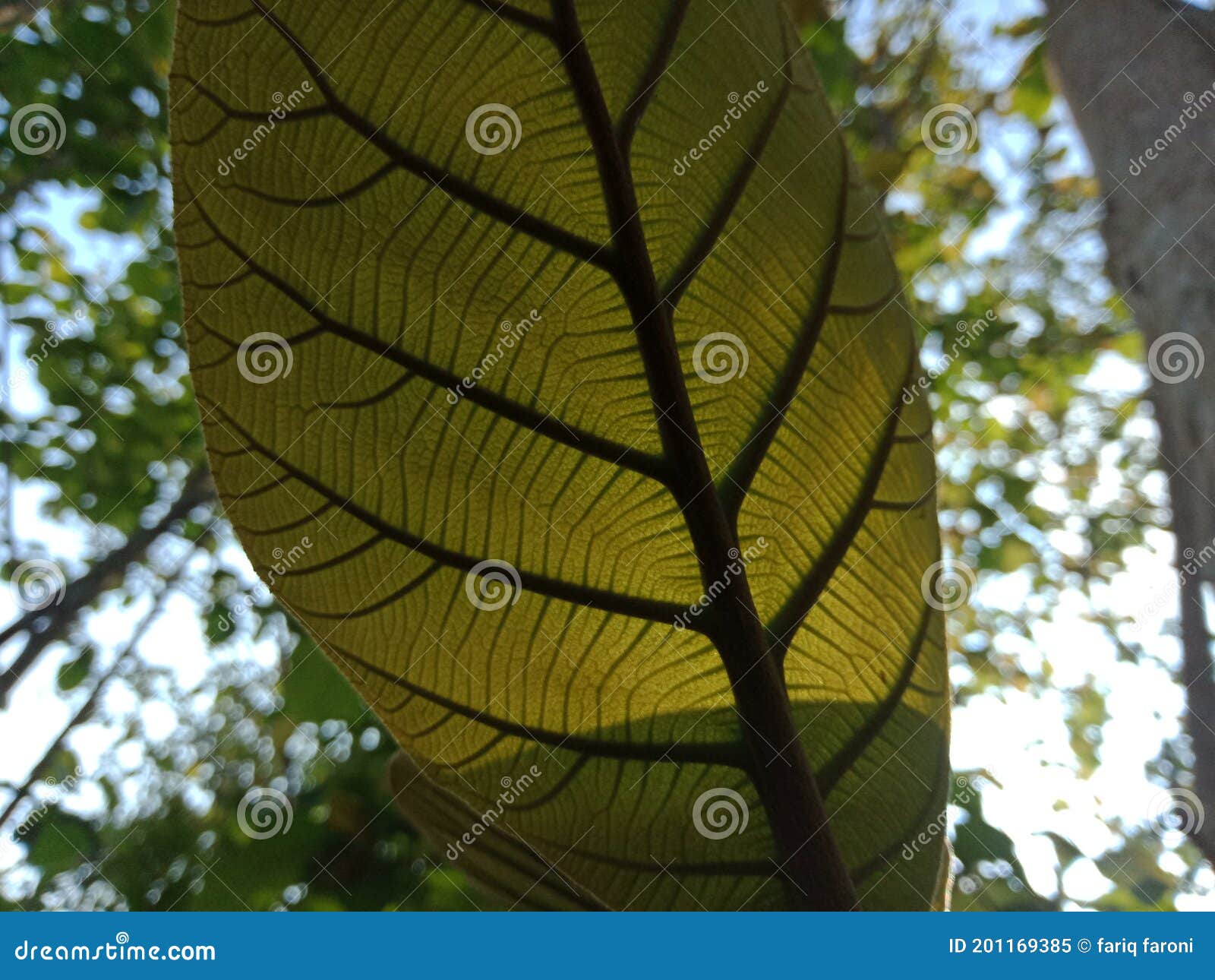 Unique Leaf Bone Texture in the Forest with Morning Sunlight Stock ...