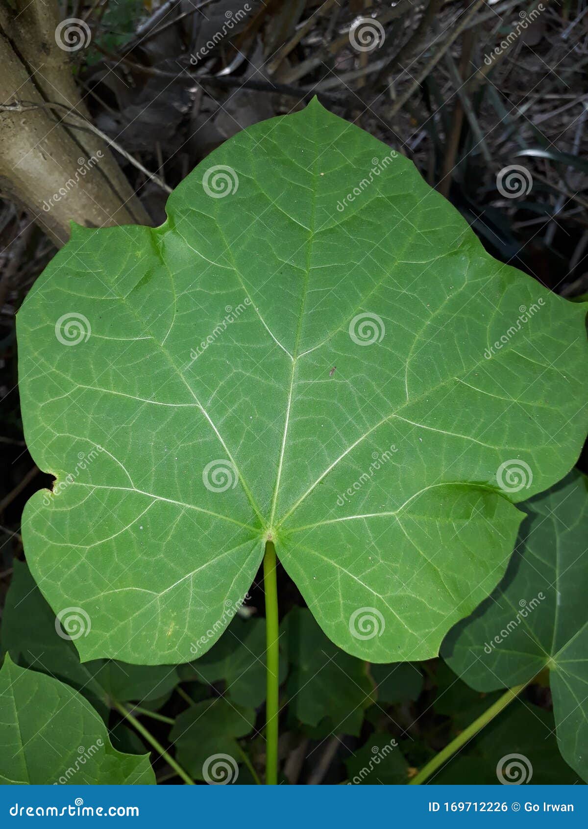 Unique leaf on the garden stock photo. Image of nature - 169712226