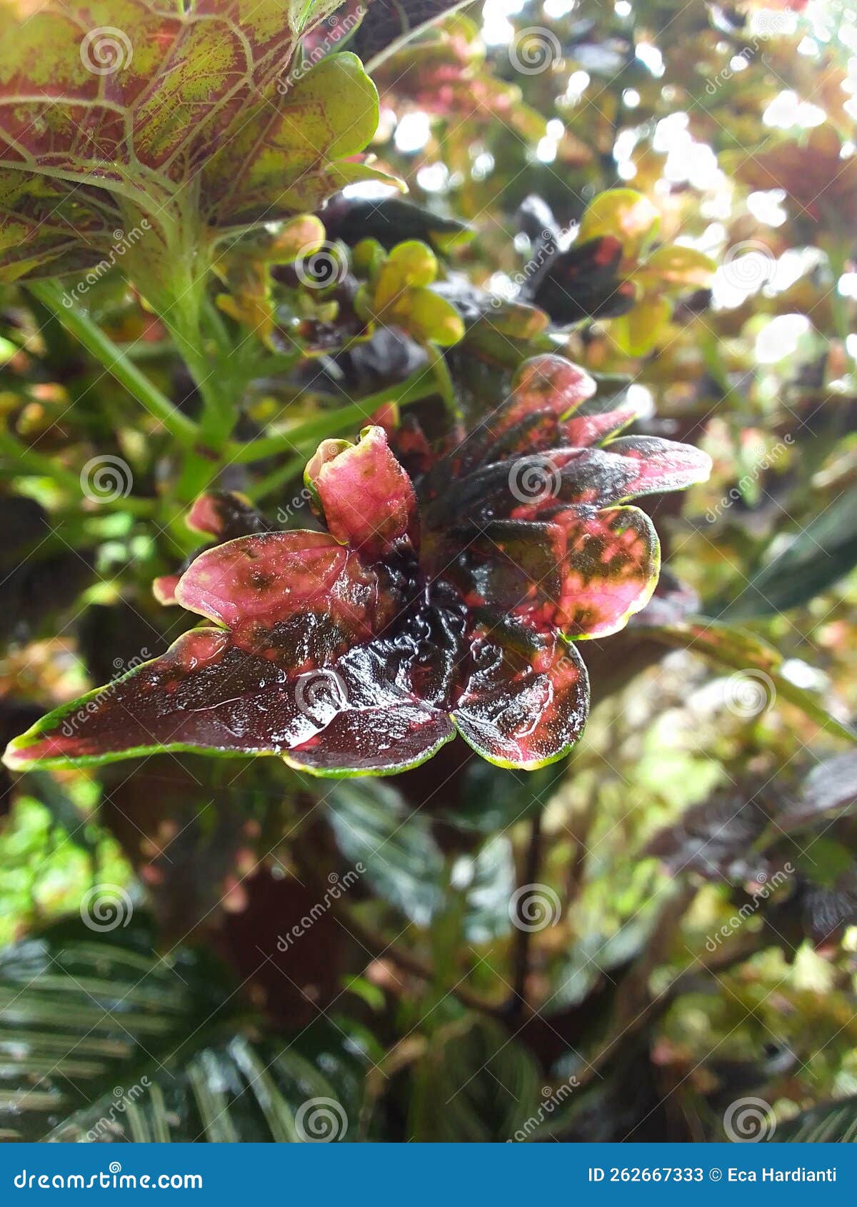 The unique leave stock image. Image of nature, branch - 262667333