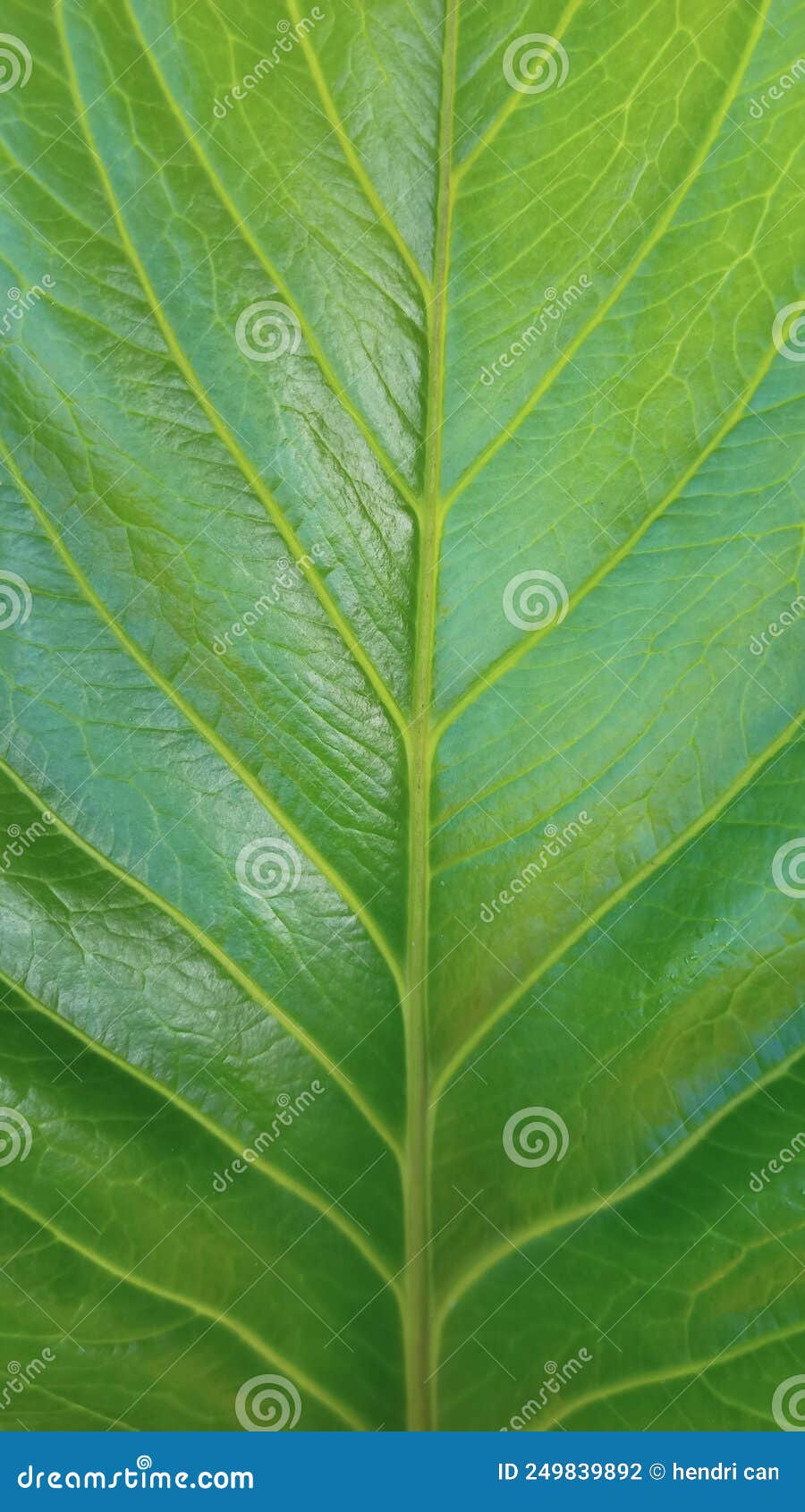 Unique Leaf Pattern Shaped Bone Stock Photo - Image of unique, tree ...