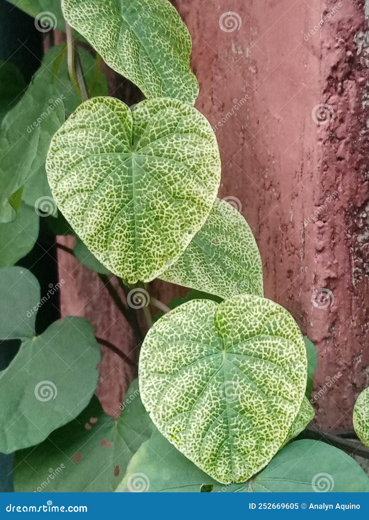 Unique leaf patterns stock image. Image of shrub, garden - 252669605