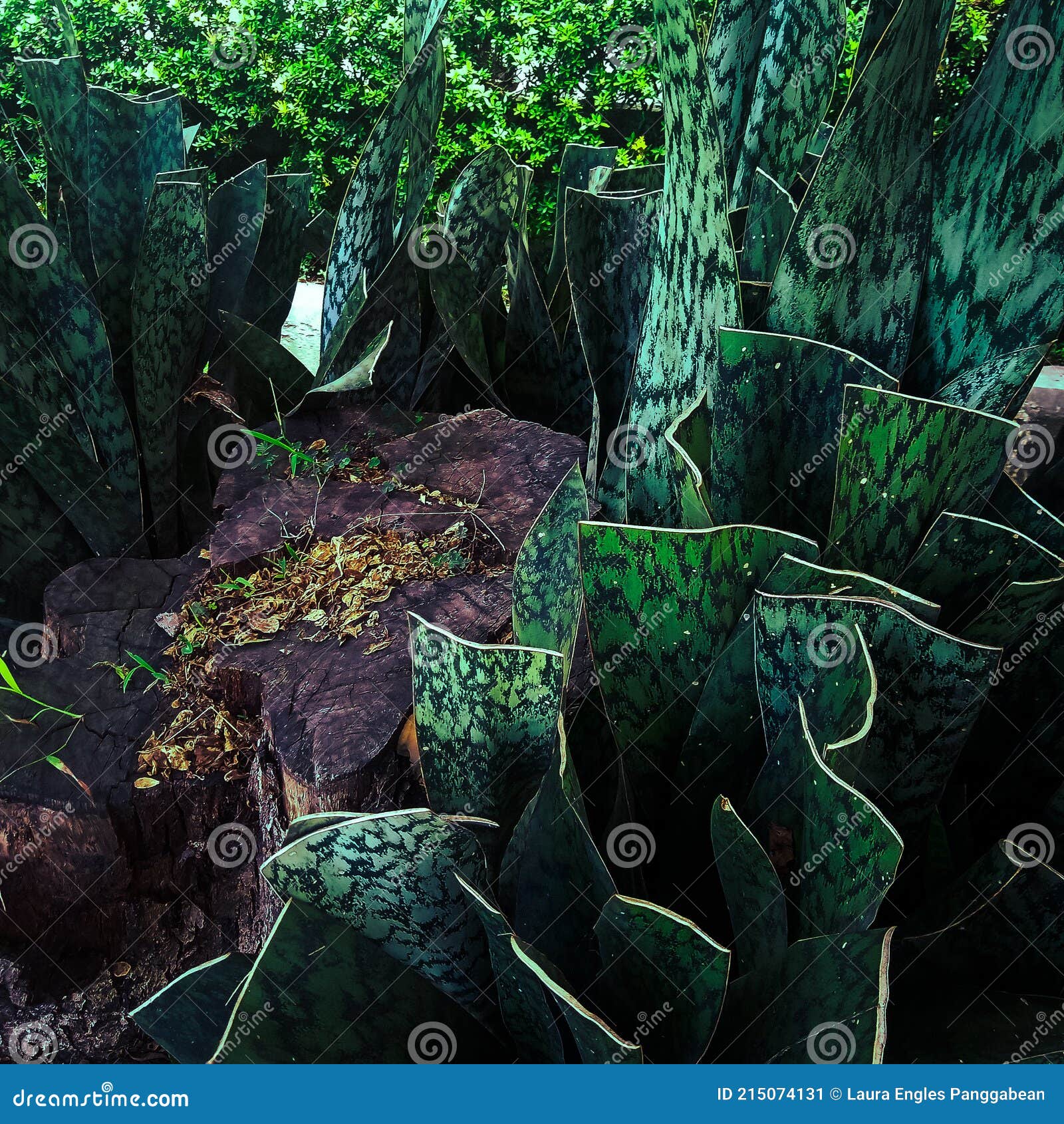 Unique Leaf Plant Grow on the Garden Stock Image - Image of unique ...