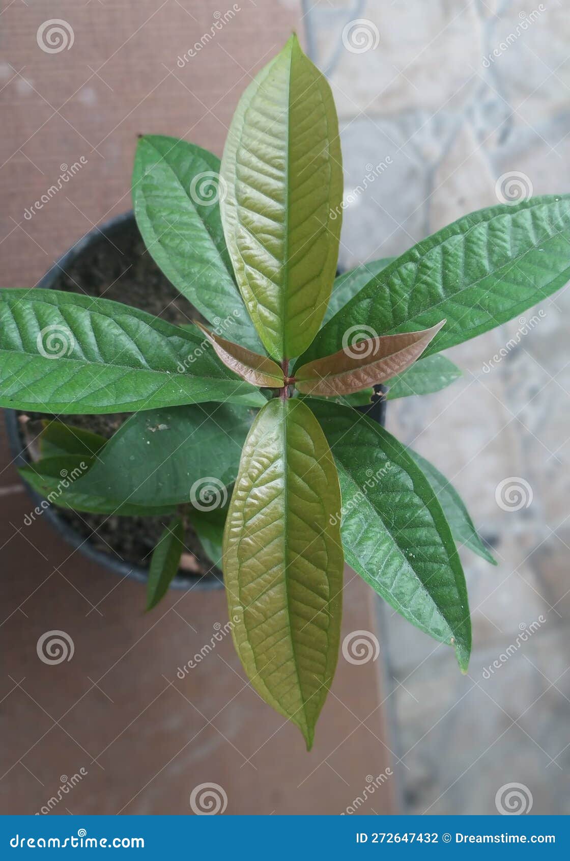 Unique Leaves with 3 Different Colors when Growing Stock Photo - Image ...