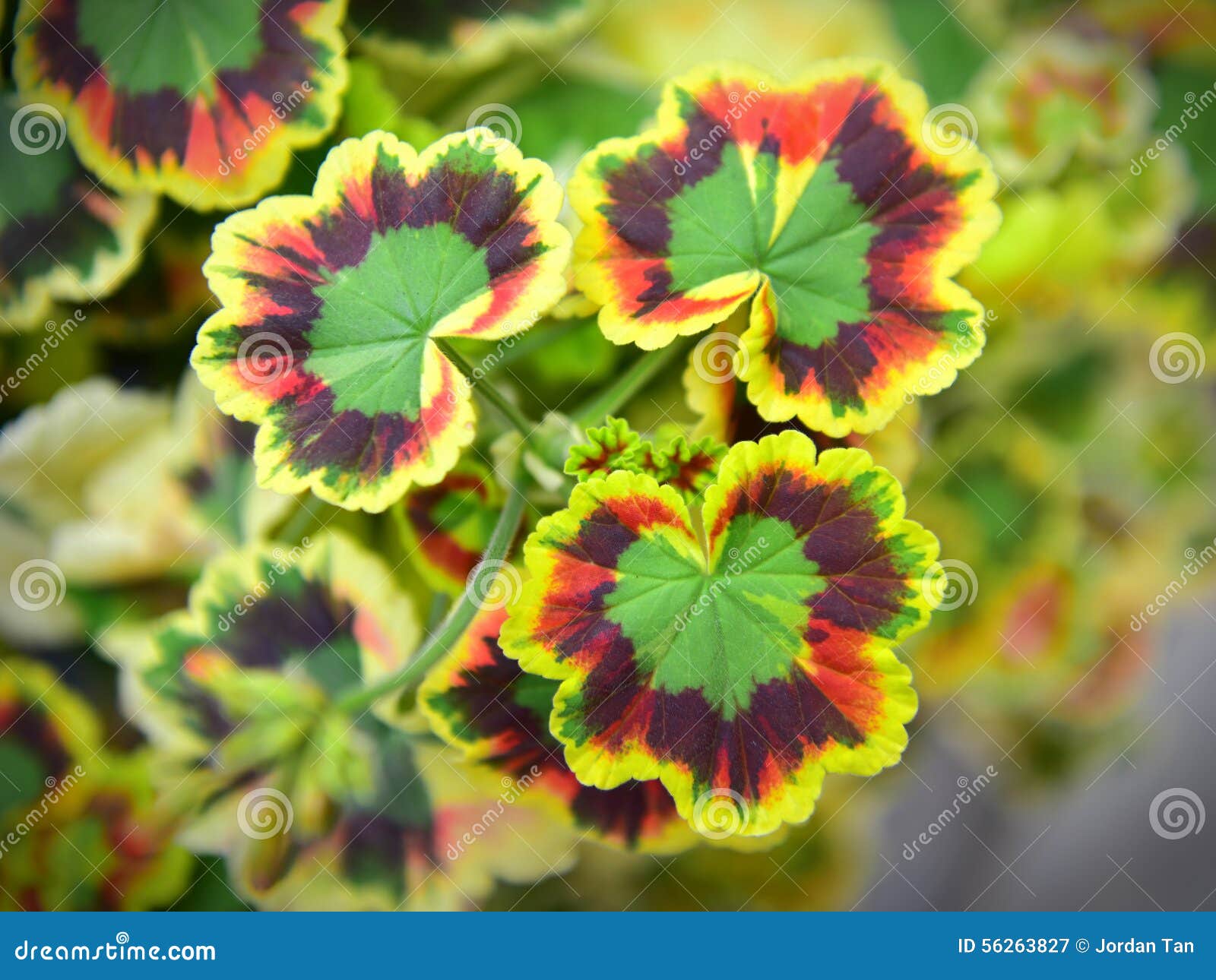 Unique Leaves with Yellow and Orange Patterns Stock Image - Image of ...