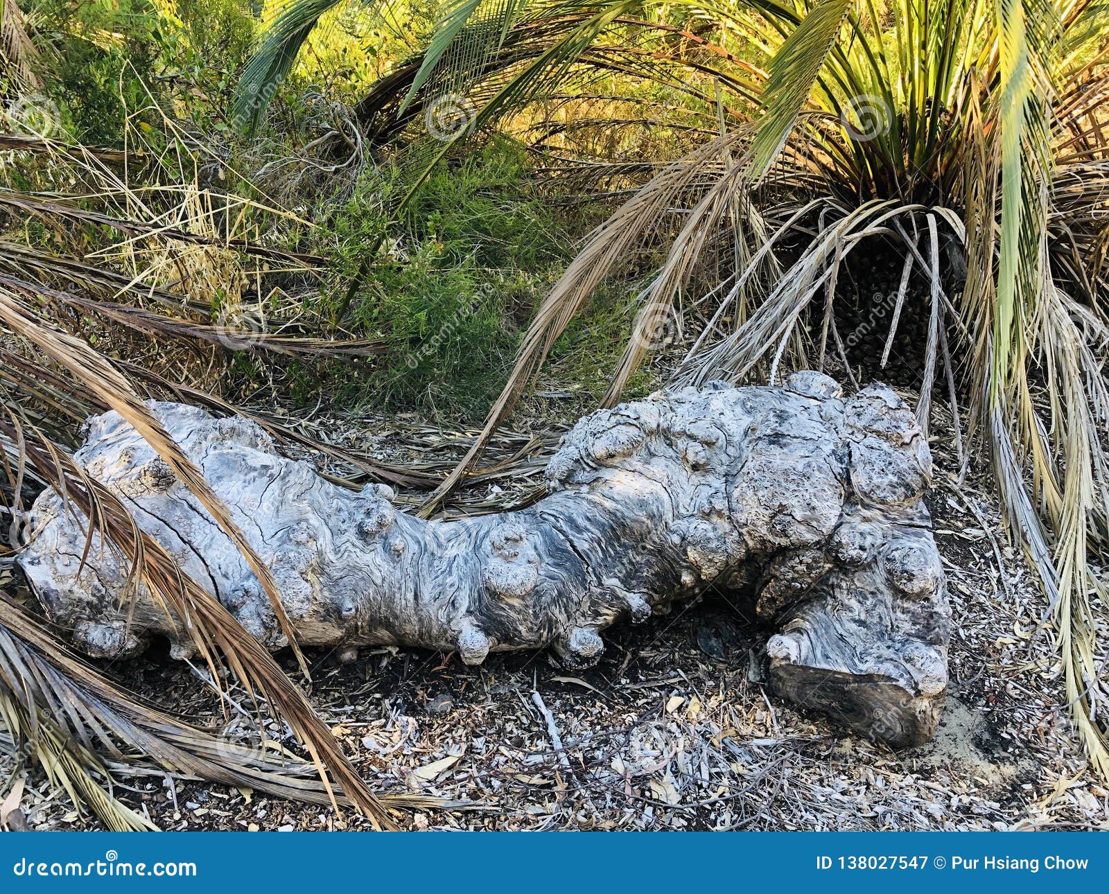 Unique tree branch stump stock image. Image of tree - 138027547