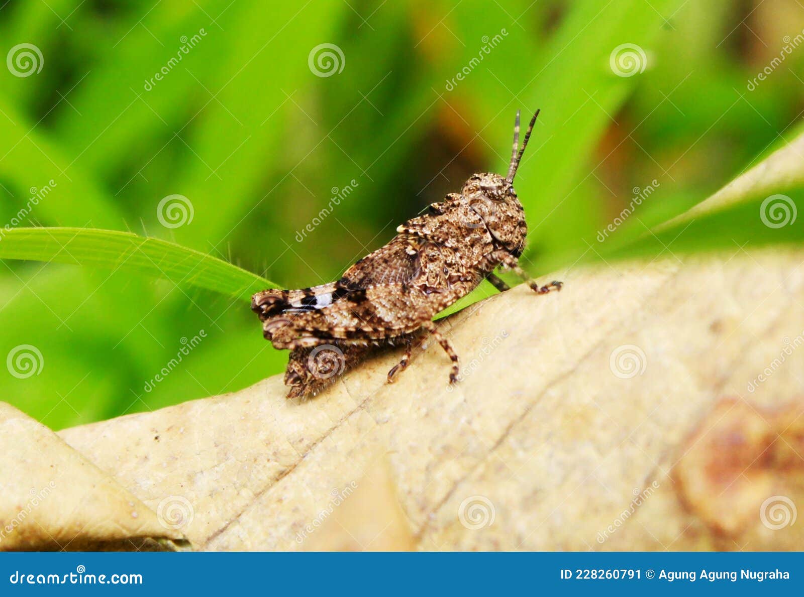 A Unique Looking Grasshopper Perched on a Leaf Stock Image - Image of ...