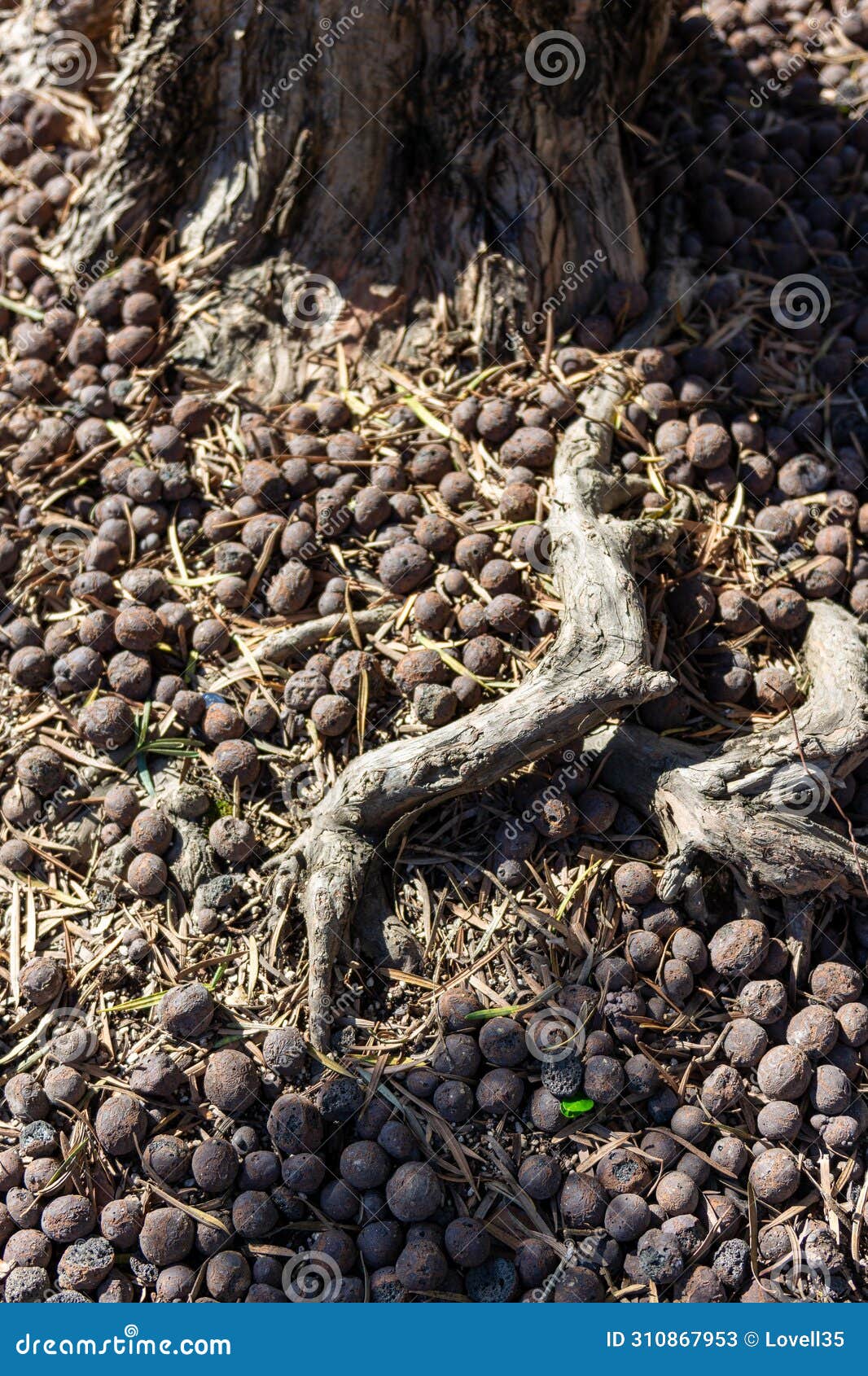 Unique-looking Tree Roots Curled and Twisted Stock Image - Image of ...