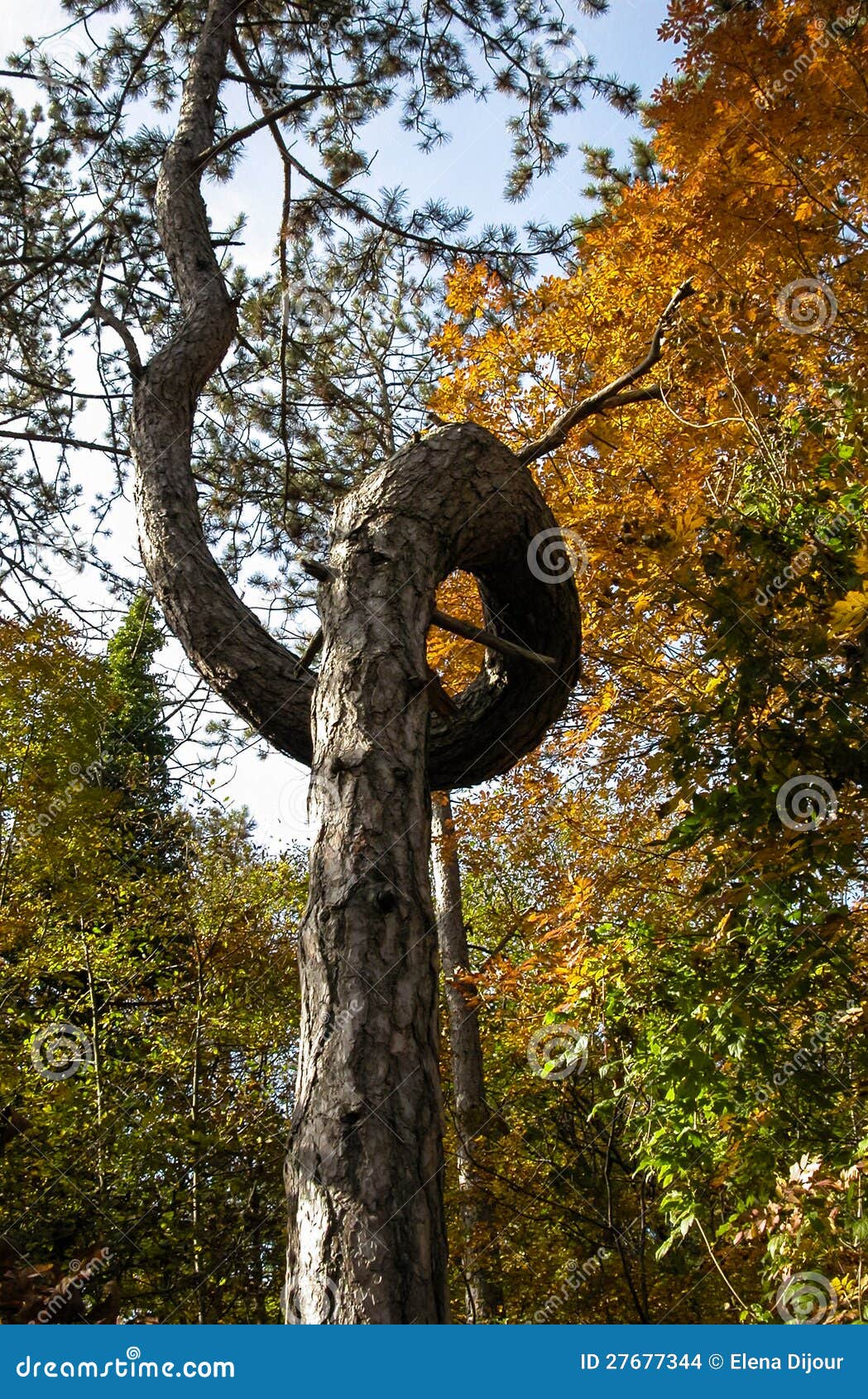 Unique loop curved pine. stock photo. Image of foliage - 27677344