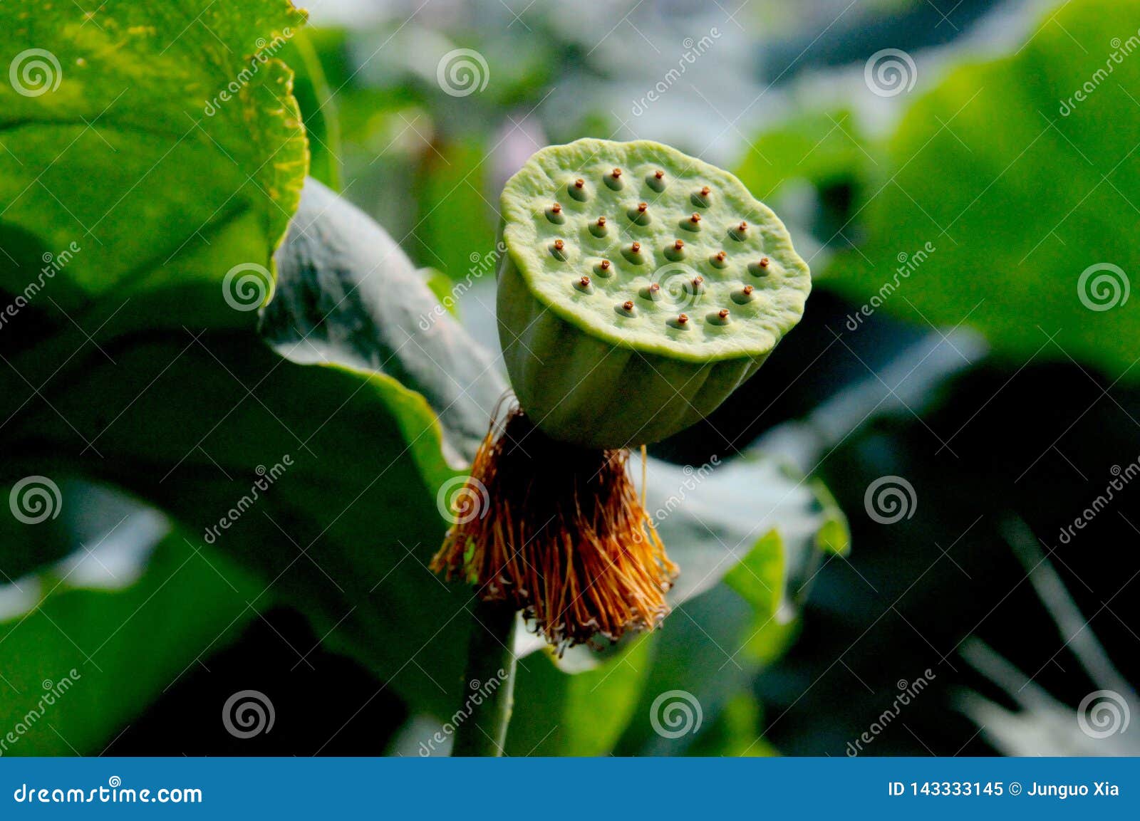 A unique lotus in the pond stock image. Image of natural - 143333145