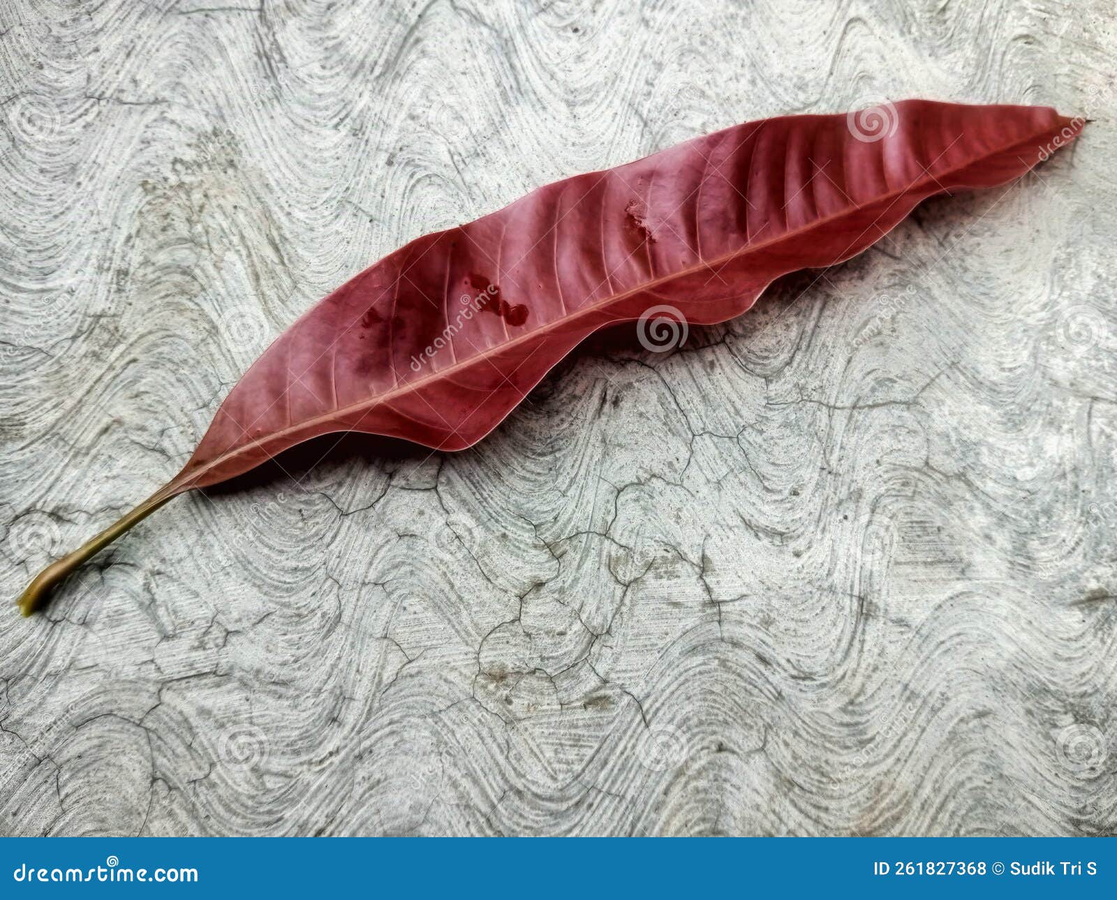 Unique Mango Leaves are Red, Still Young and Not Withered Stock Photo ...