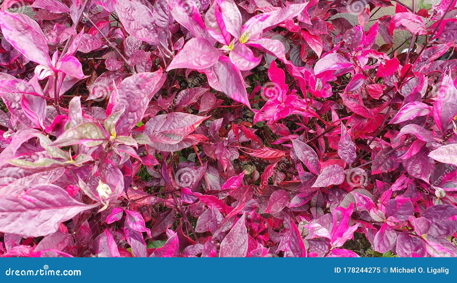 Unique Maroon Color Plant stock image. Image of color - 178244275