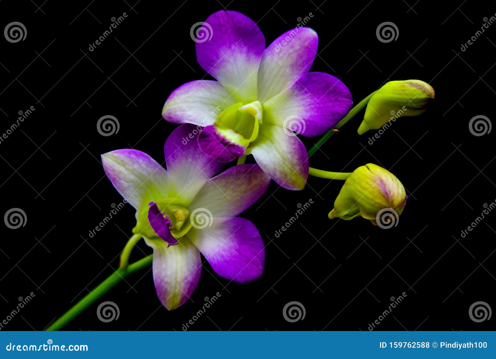 Unique Midnight Violet Dendrobium Orchids Stock Photo - Image of flower ...