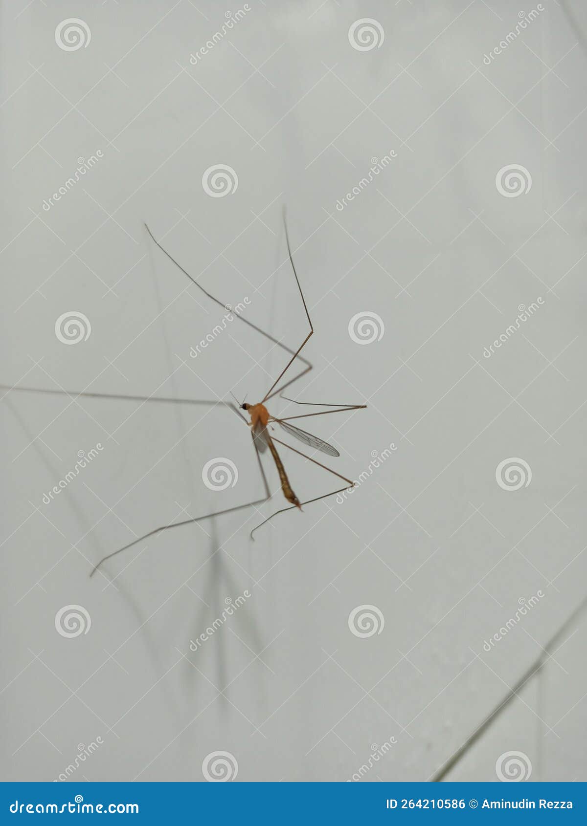 Mosquito Line Drawing Stock Photos - Free & Royalty-Free Stock Photos ...