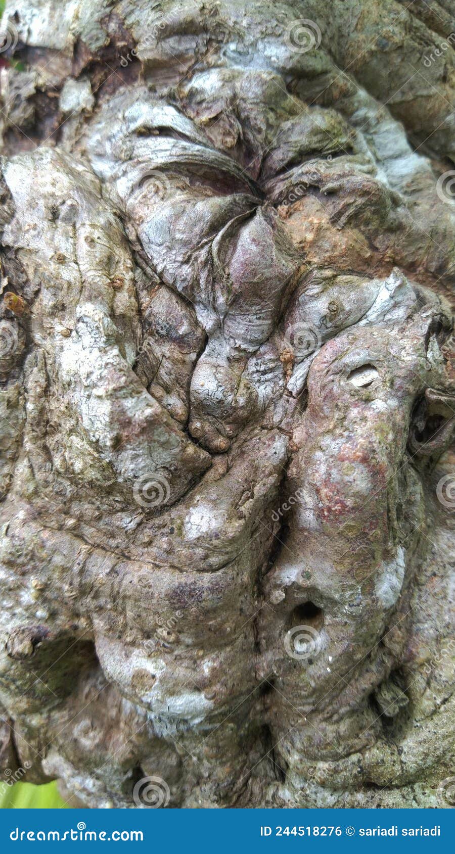 Unique Motif on the Trunk of a Tree Stock Photo - Image of formation ...