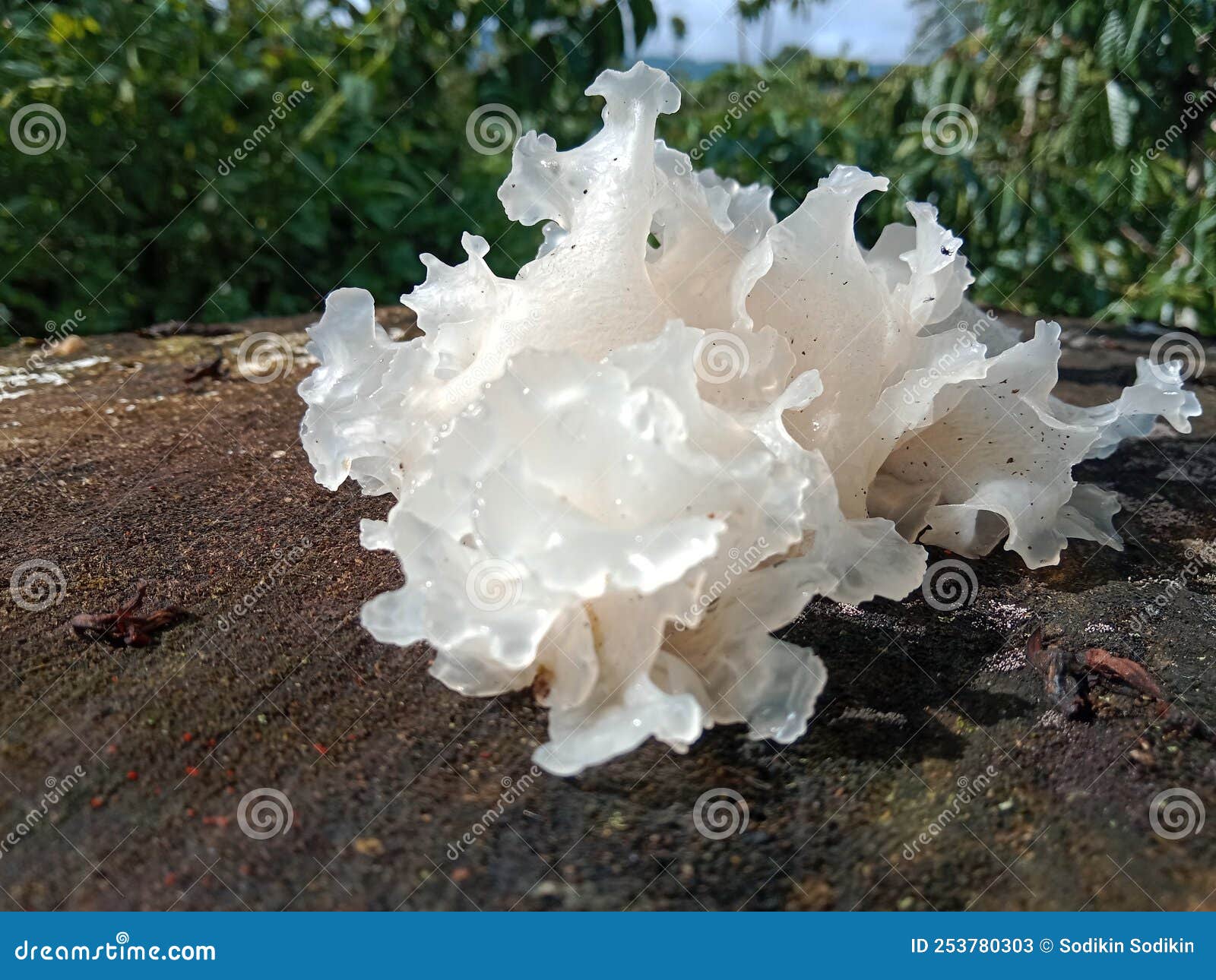 Unique Mushroom Bright White Stock Image - Image of produce, mushroom ...