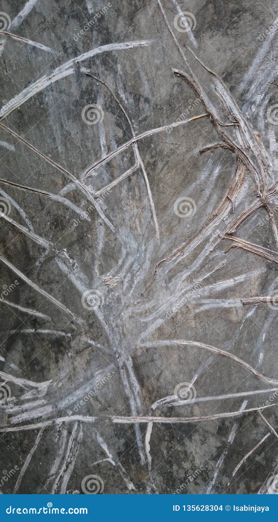 Root Texture on the Wall Photo Stock Photo - Image of nature, natural ...