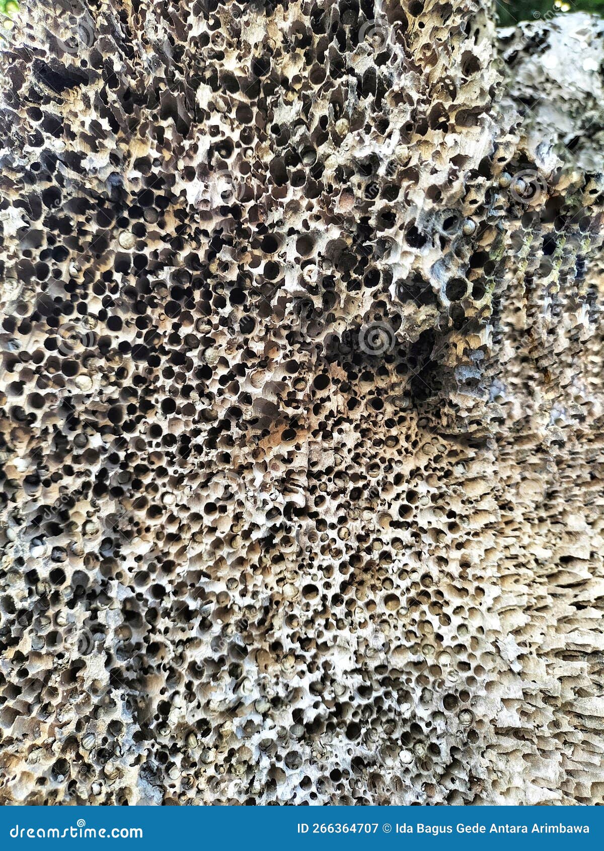 Unique ocean stone wall stock image. Image of flower - 266364707