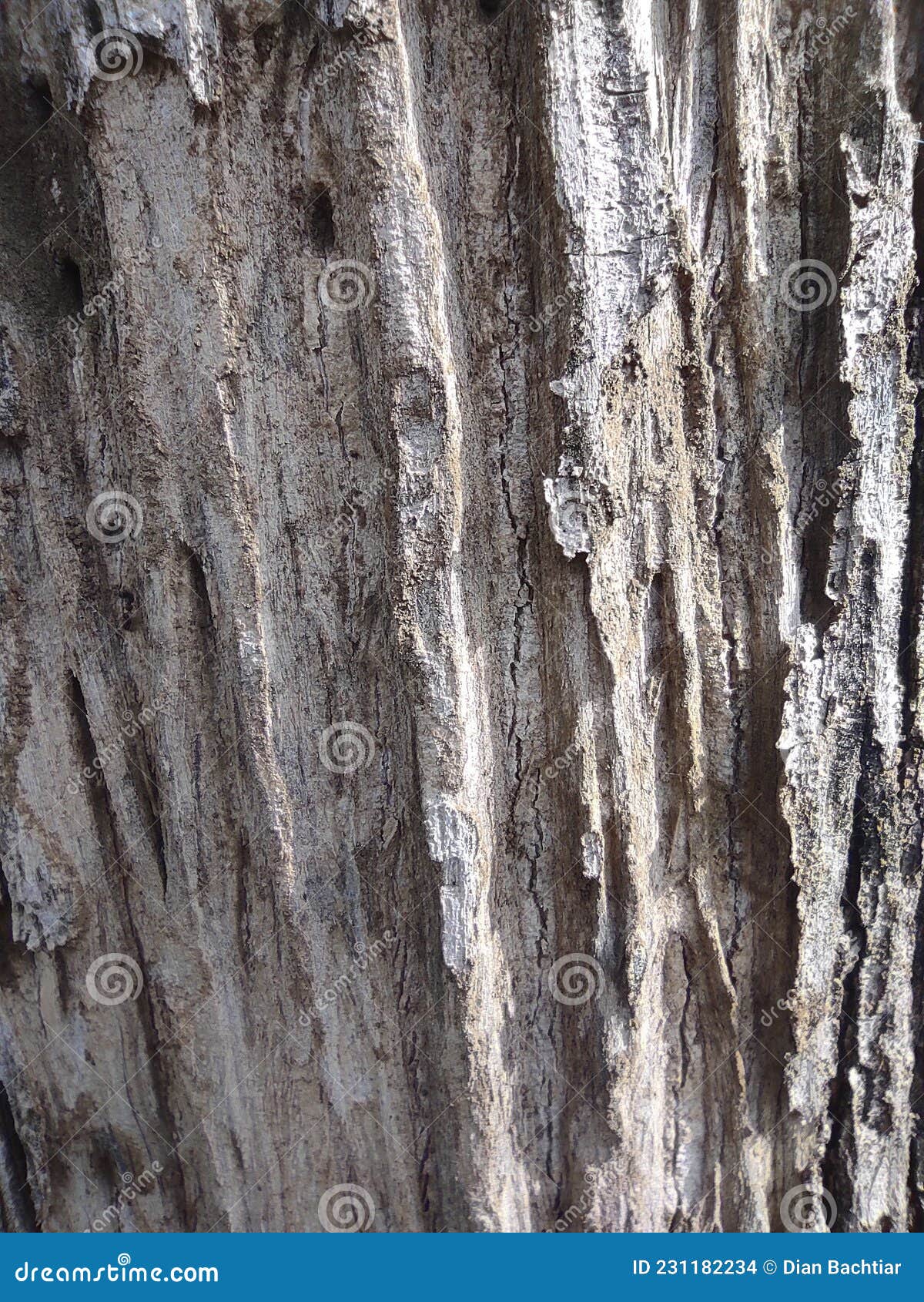 Unique Old Teak Tree Texture Stock Photo - Image of uniold, texture ...