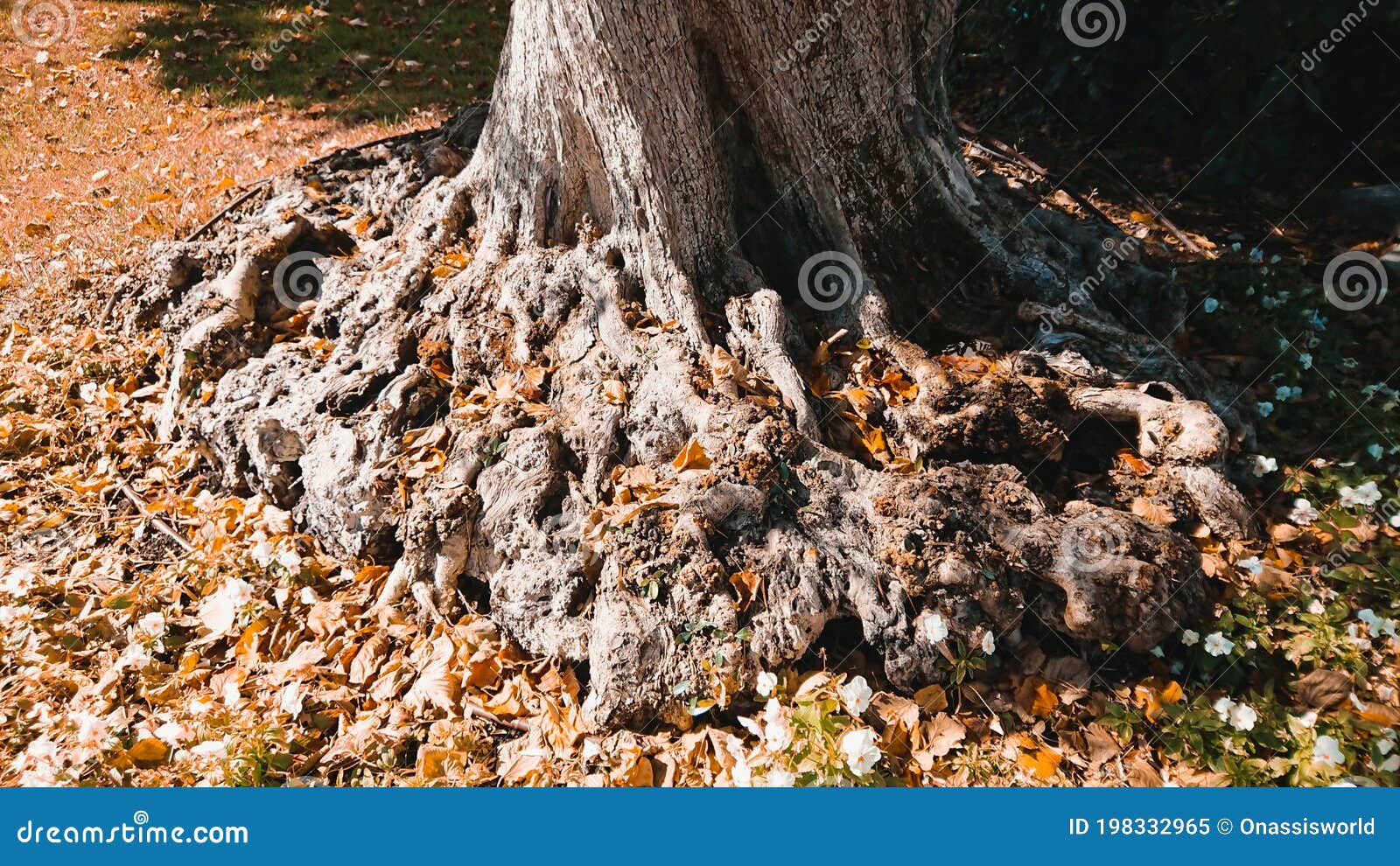 Unique Old Tree Roots Nature Background Stock Image - Image of roots ...