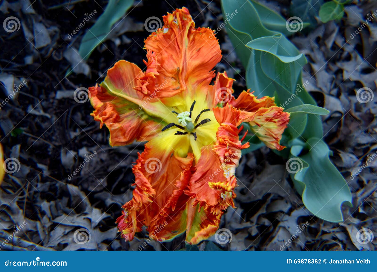 Unique Orange Fire Flower Bloom Stock Photo - Image of colors, grey ...