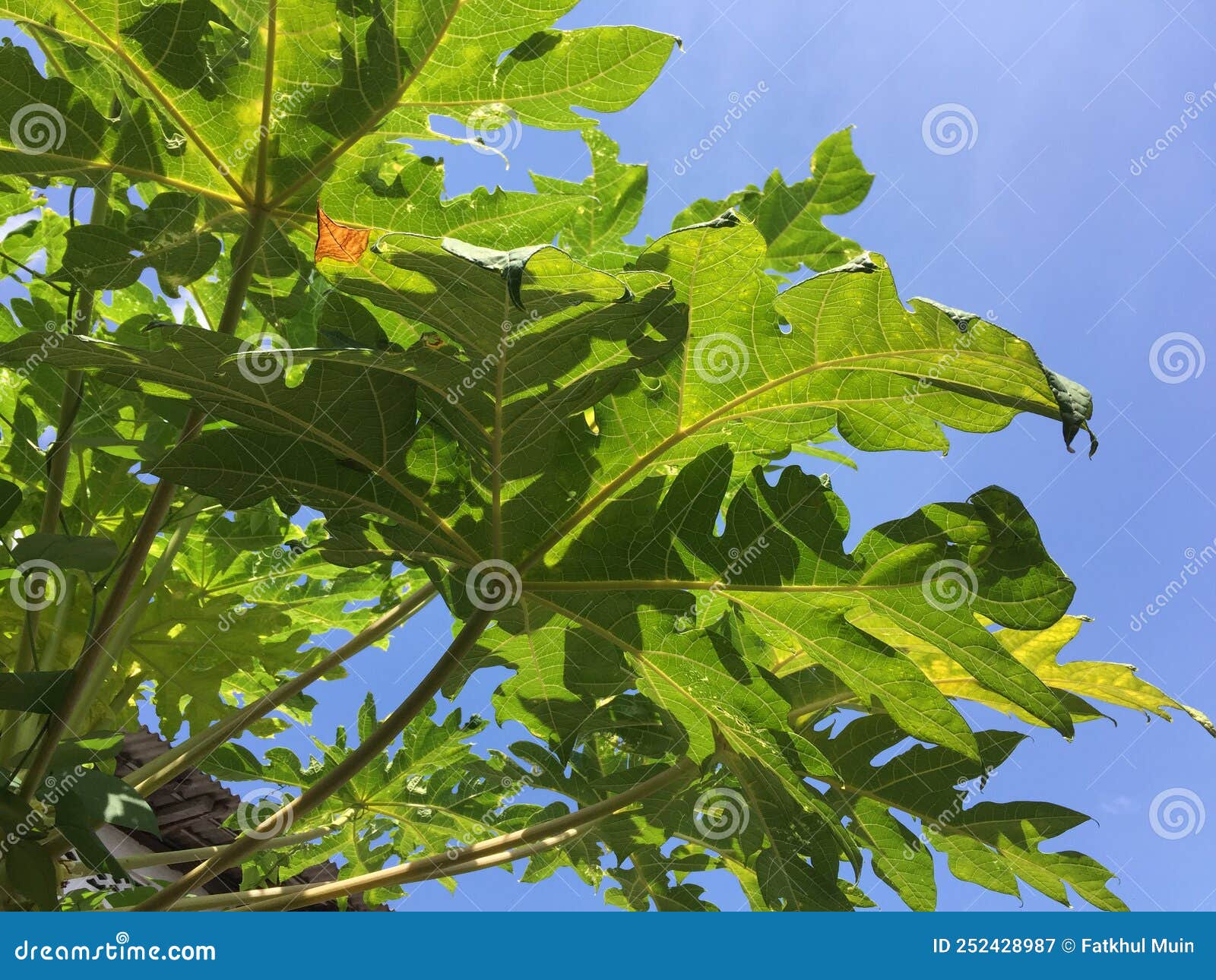 Yellow papaya tree stock image. Image of flower, asia - 252428987