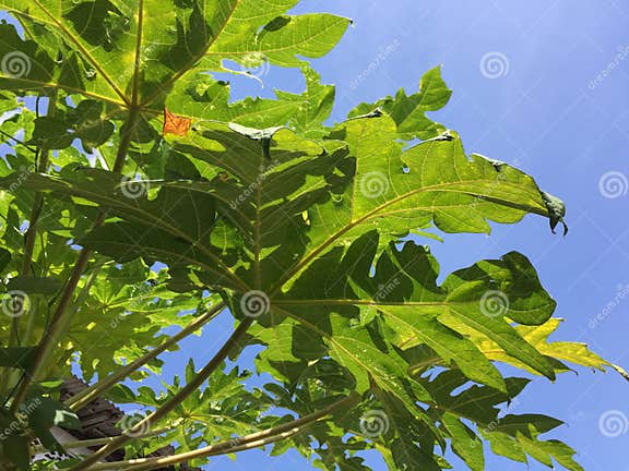 Yellow papaya tree stock image. Image of flower, asia - 252428987