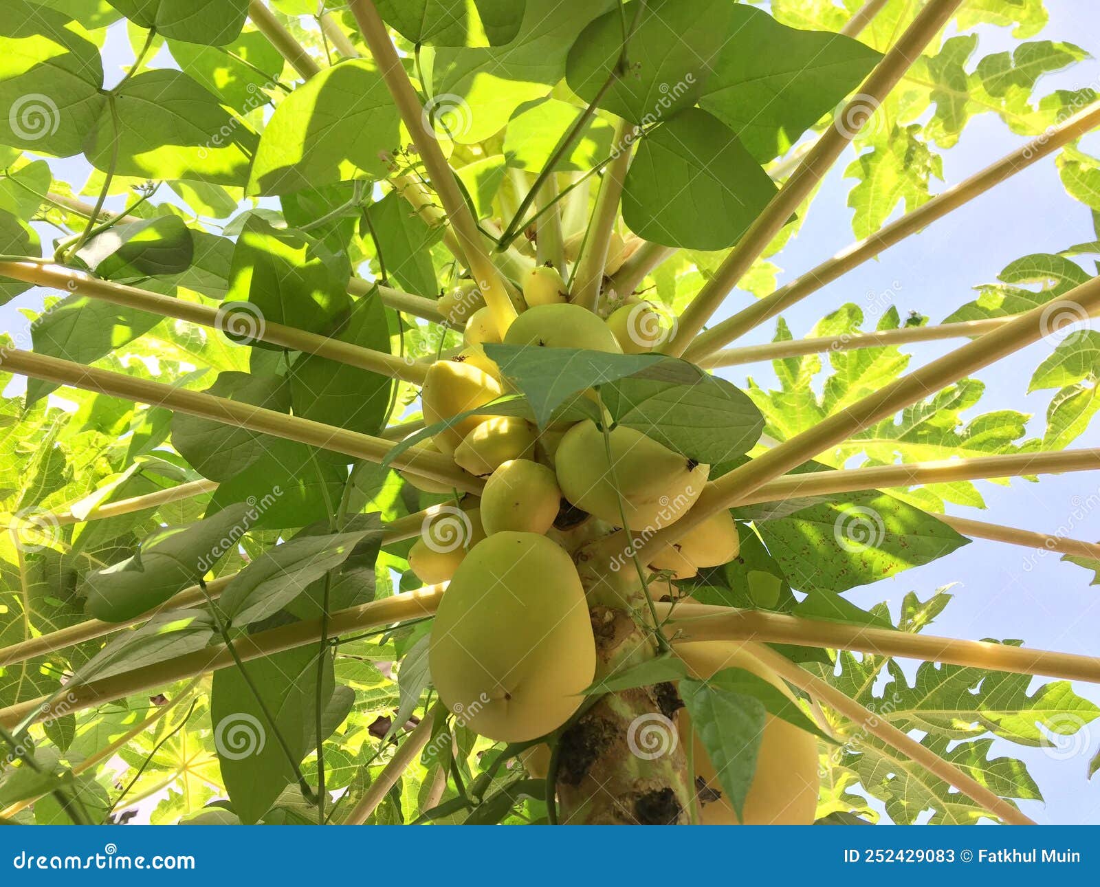 Yellow papaya tree stock image. Image of evergreen, juicy - 252429083