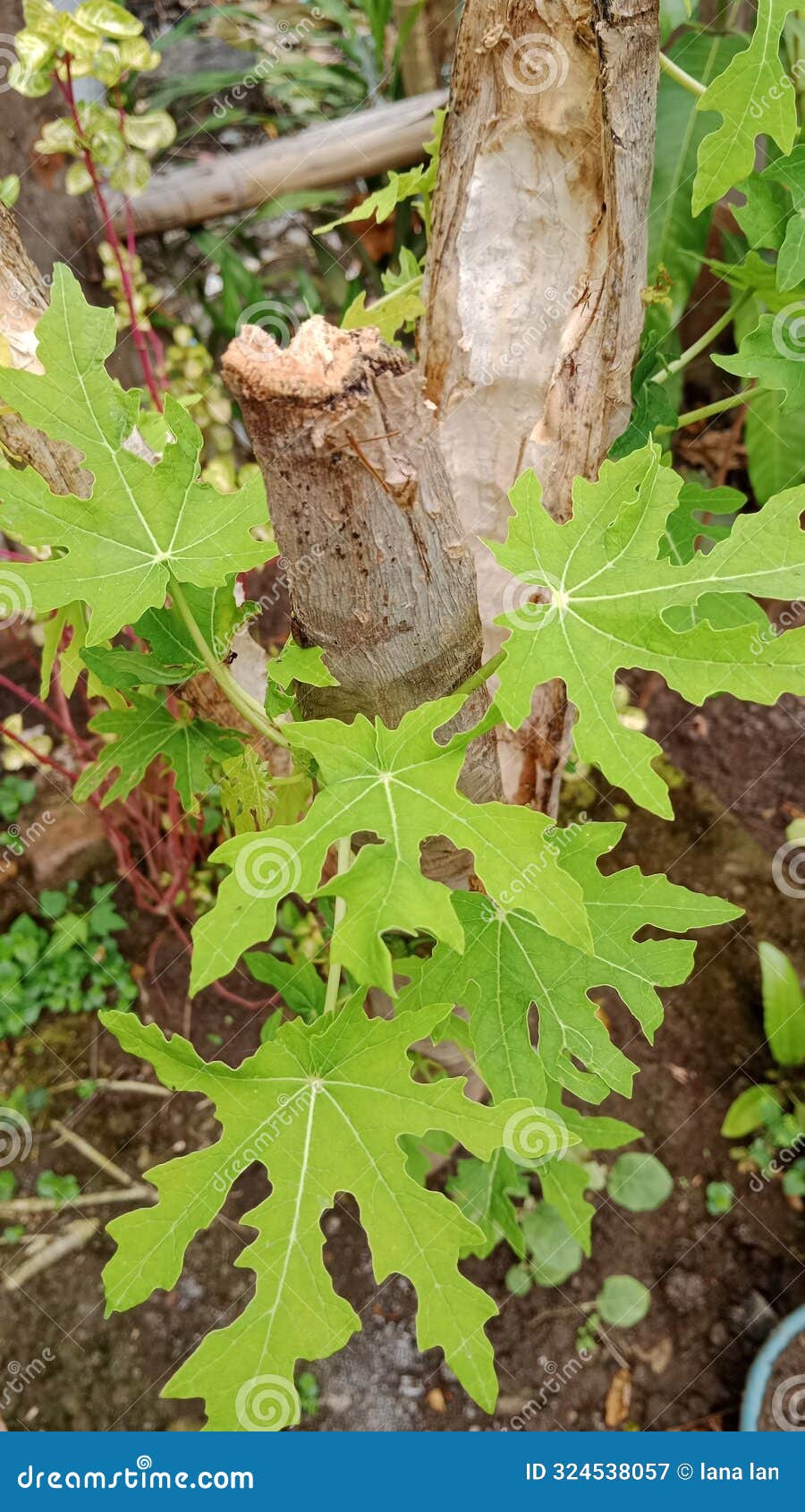 Unique Papaya Tree Stem Split into Three Parts with Young Taro Leaves ...