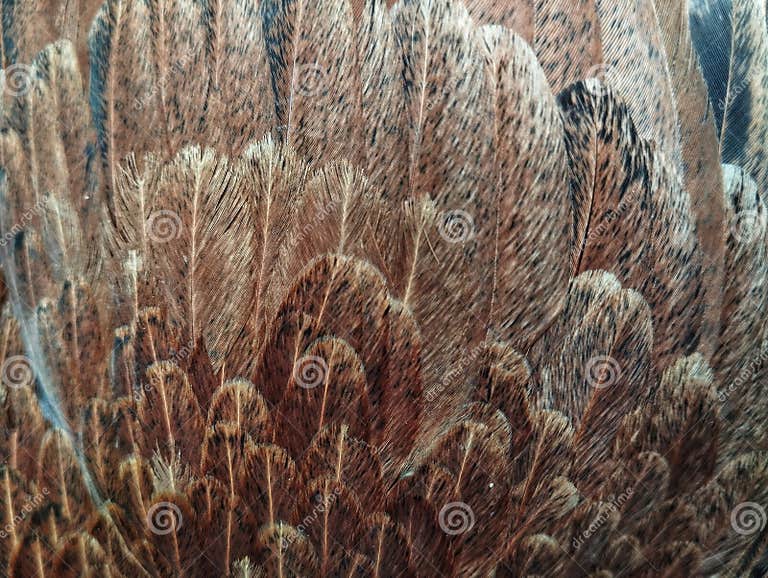 Unique Pattern Chicken Fur Texture for Abstrack Background or 3D ...