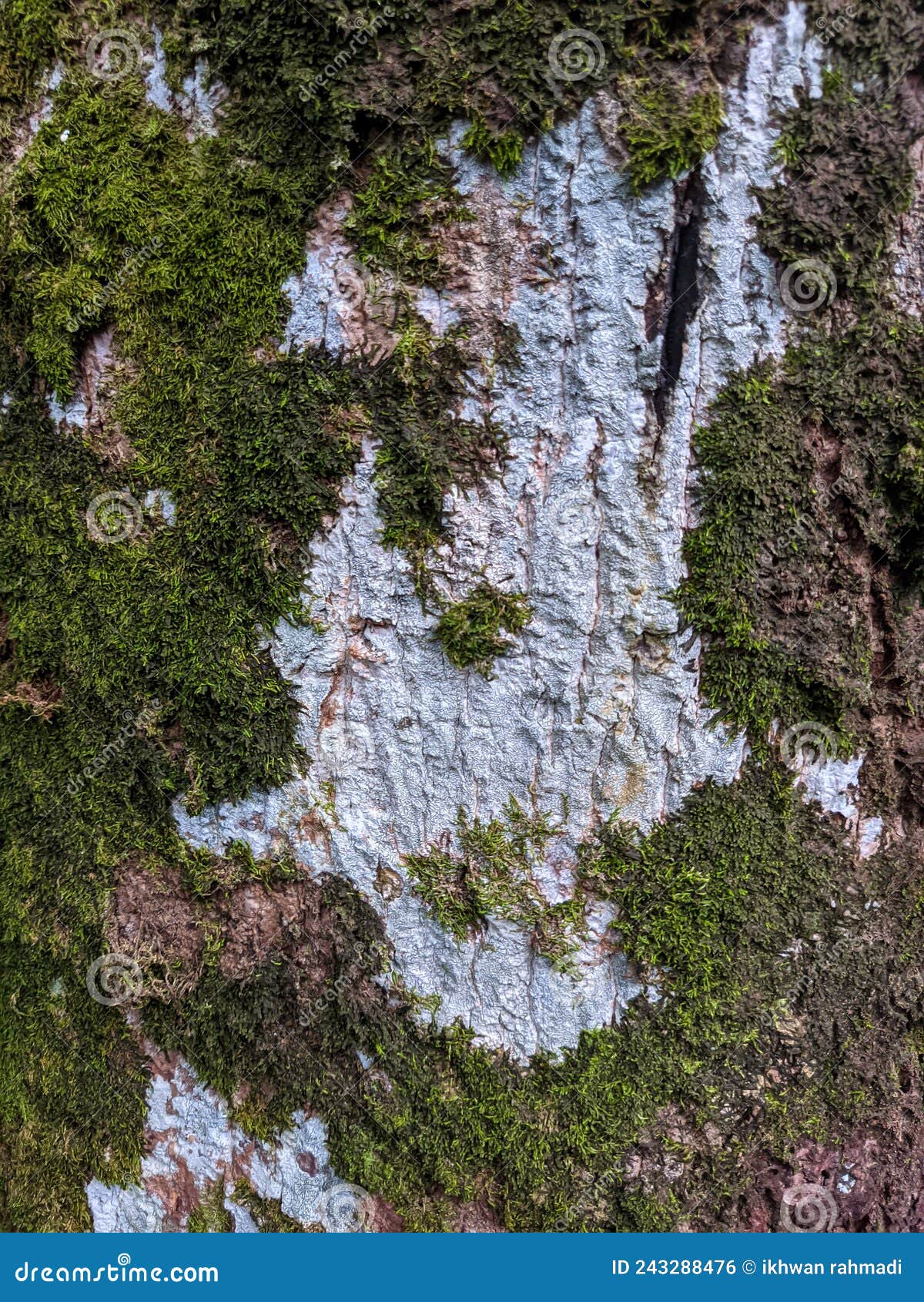 Unique Pattern of Moss on a Tree Stock Photo - Image of spreading ...